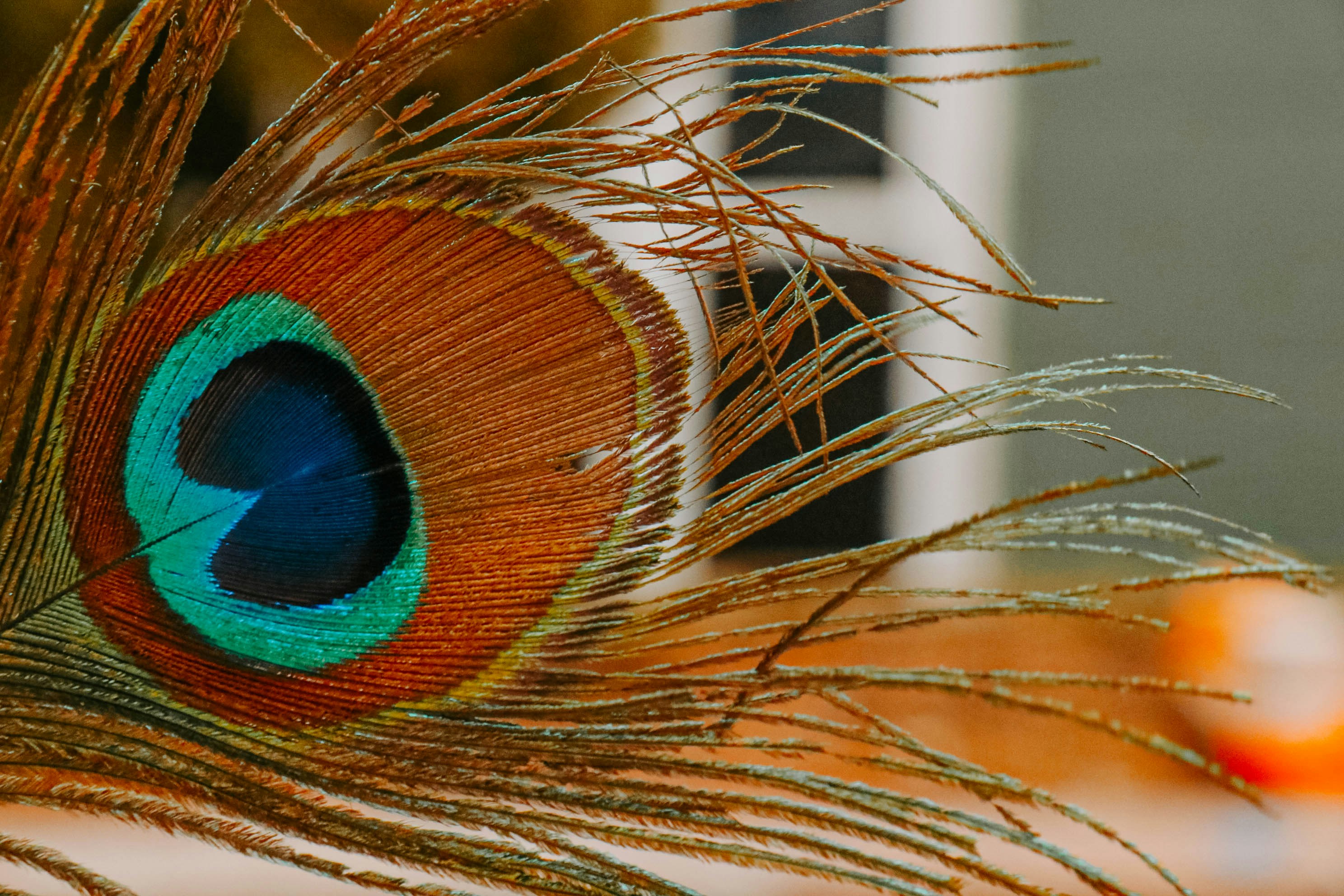 a close up of a peacock's feathers with a building in the background