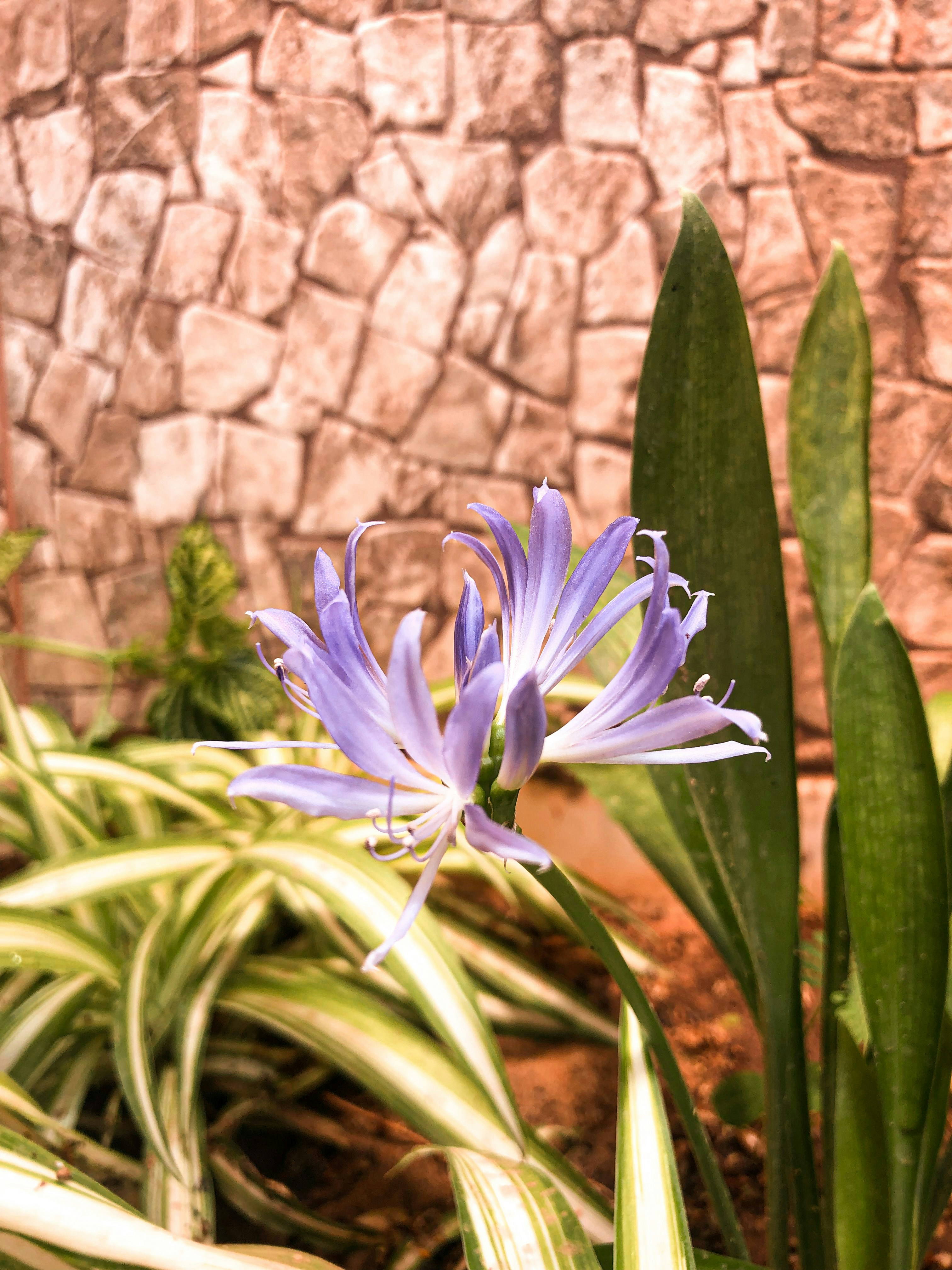 Delicate lavender flower stands out against a textured stone backdrop, surrounded by vibrant green foliage. 