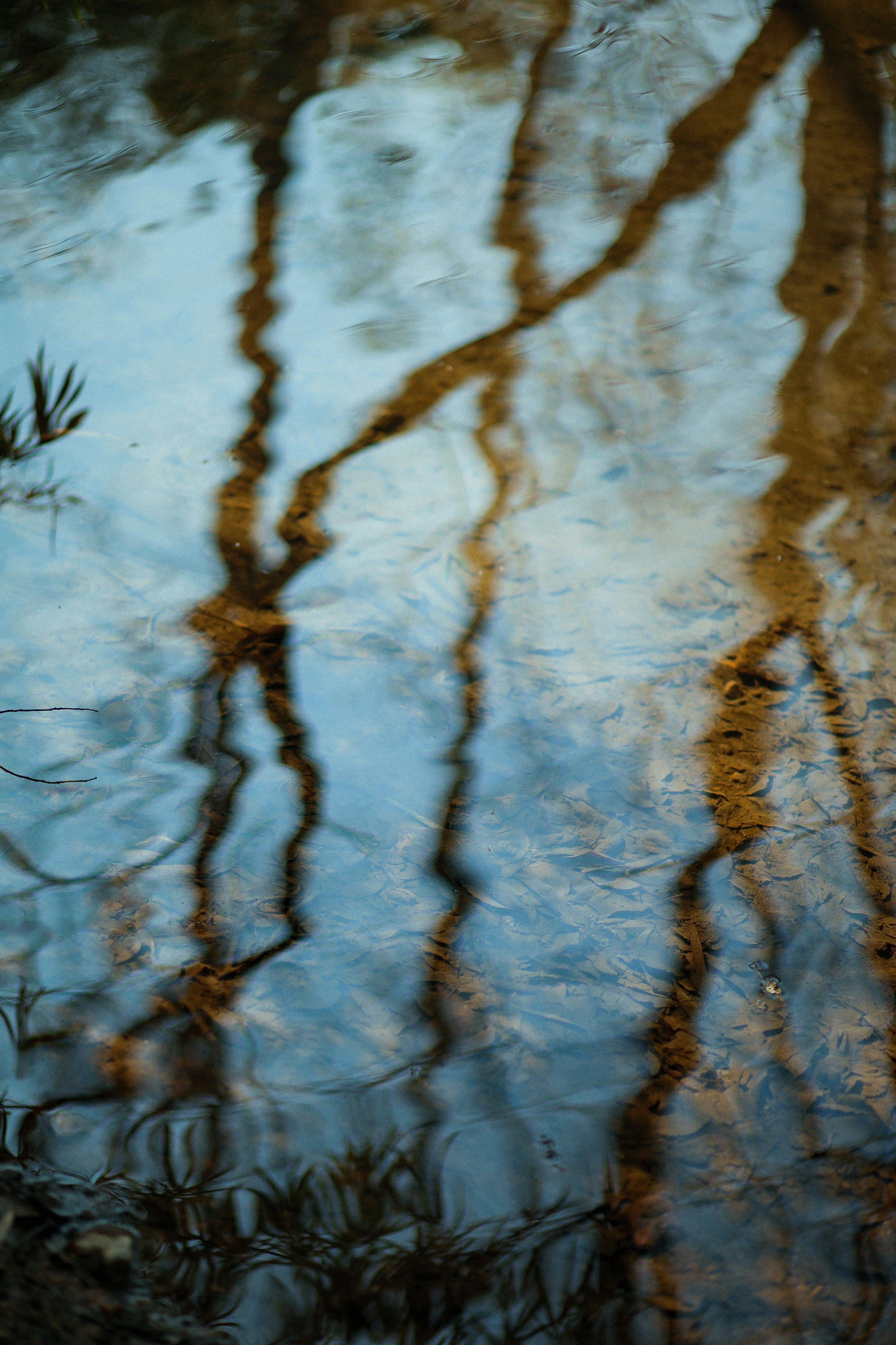 Le reflet d’un arbre dans l’eau photo – Photo En plein air Gratuite sur Unsplash