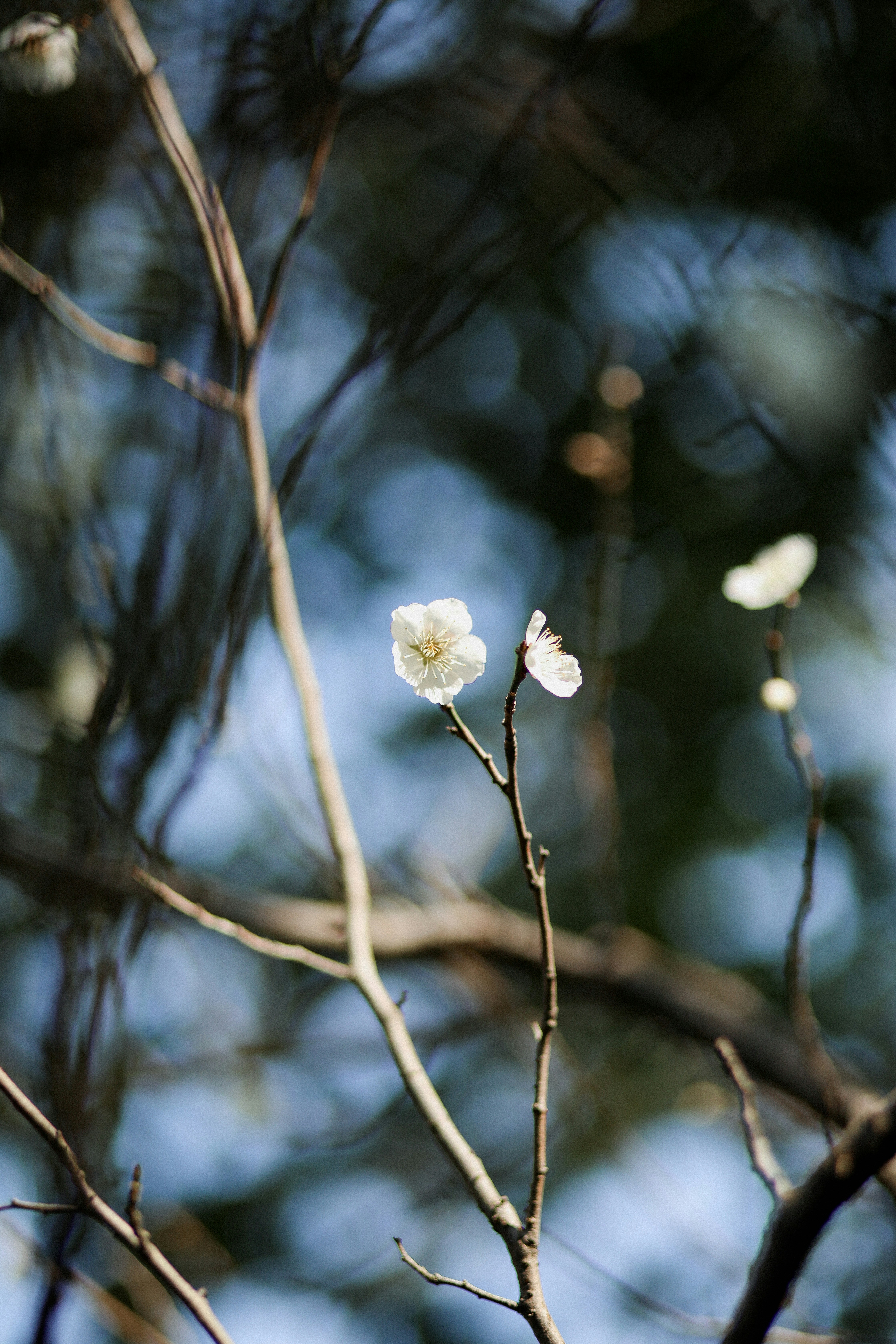 a small white flower on a tree branch