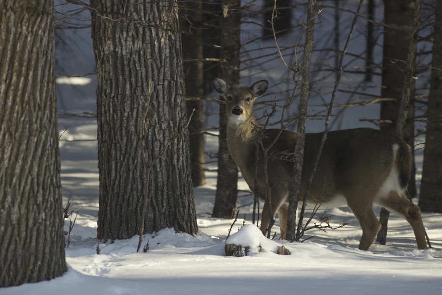 A deer stands among dark tree trunks in a snow-covered forest, facing the camera. Soft winter light highlights its coat against the shaded background.