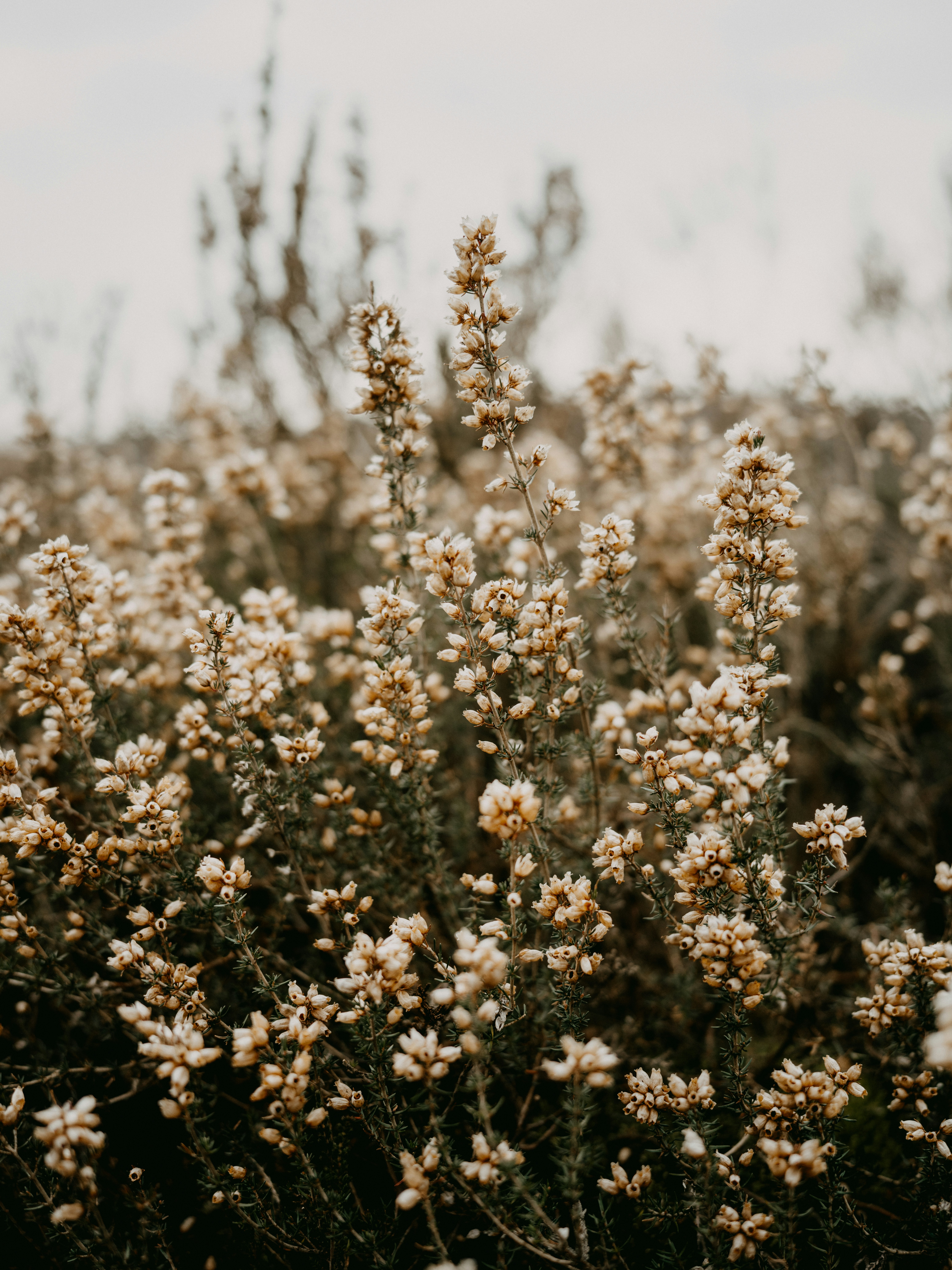 Delicate wildflowers bloom amidst a muted backdrop, showcasing nature's intricate beauty and resilience.