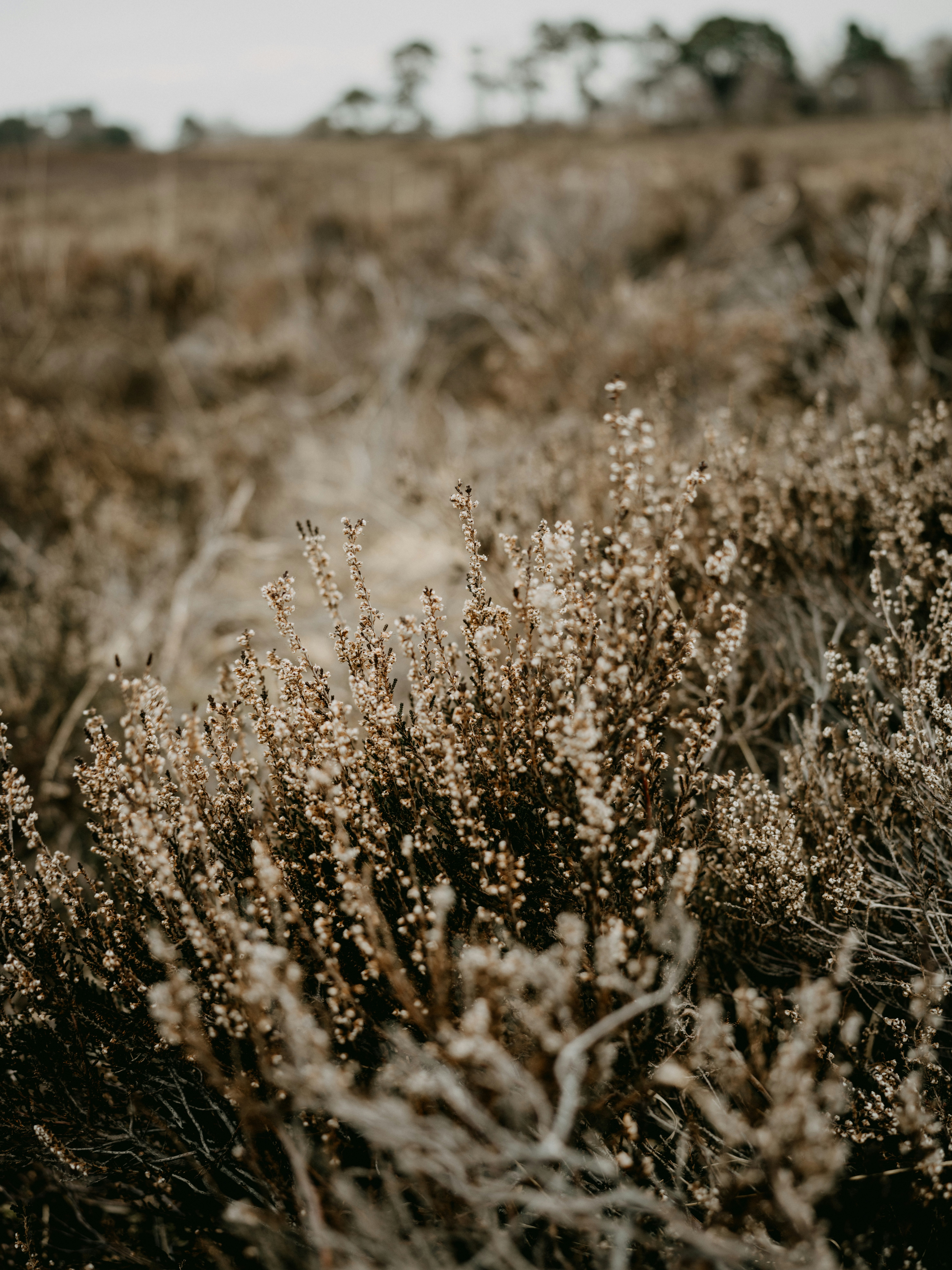 Dried wildflowers and grasses create a textured landscape, evoking the serene beauty of nature's subtleties.
