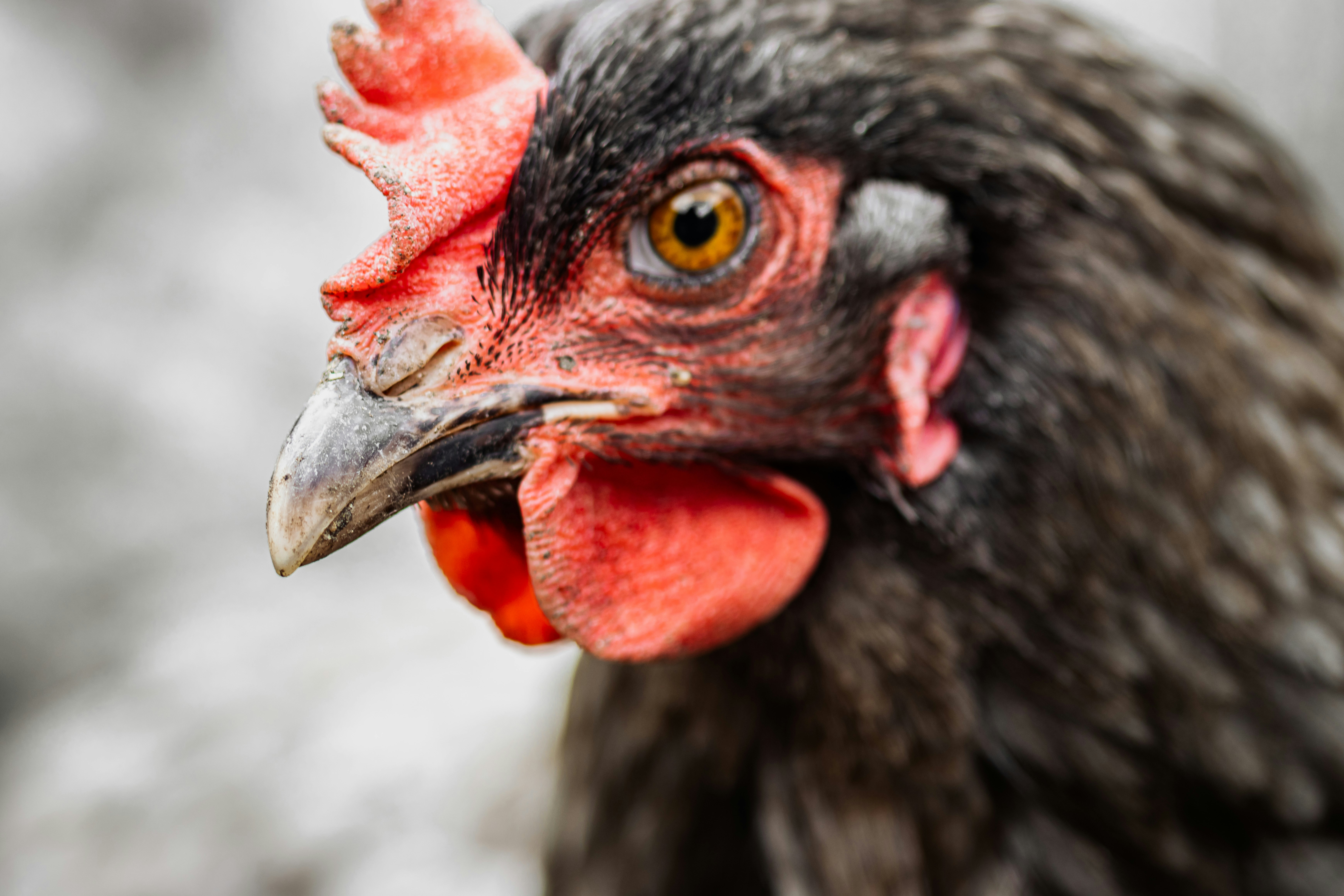 Foto zum Thema Nahaufnahme eines Huhns mit rotem Kamm – Kostenloses ...