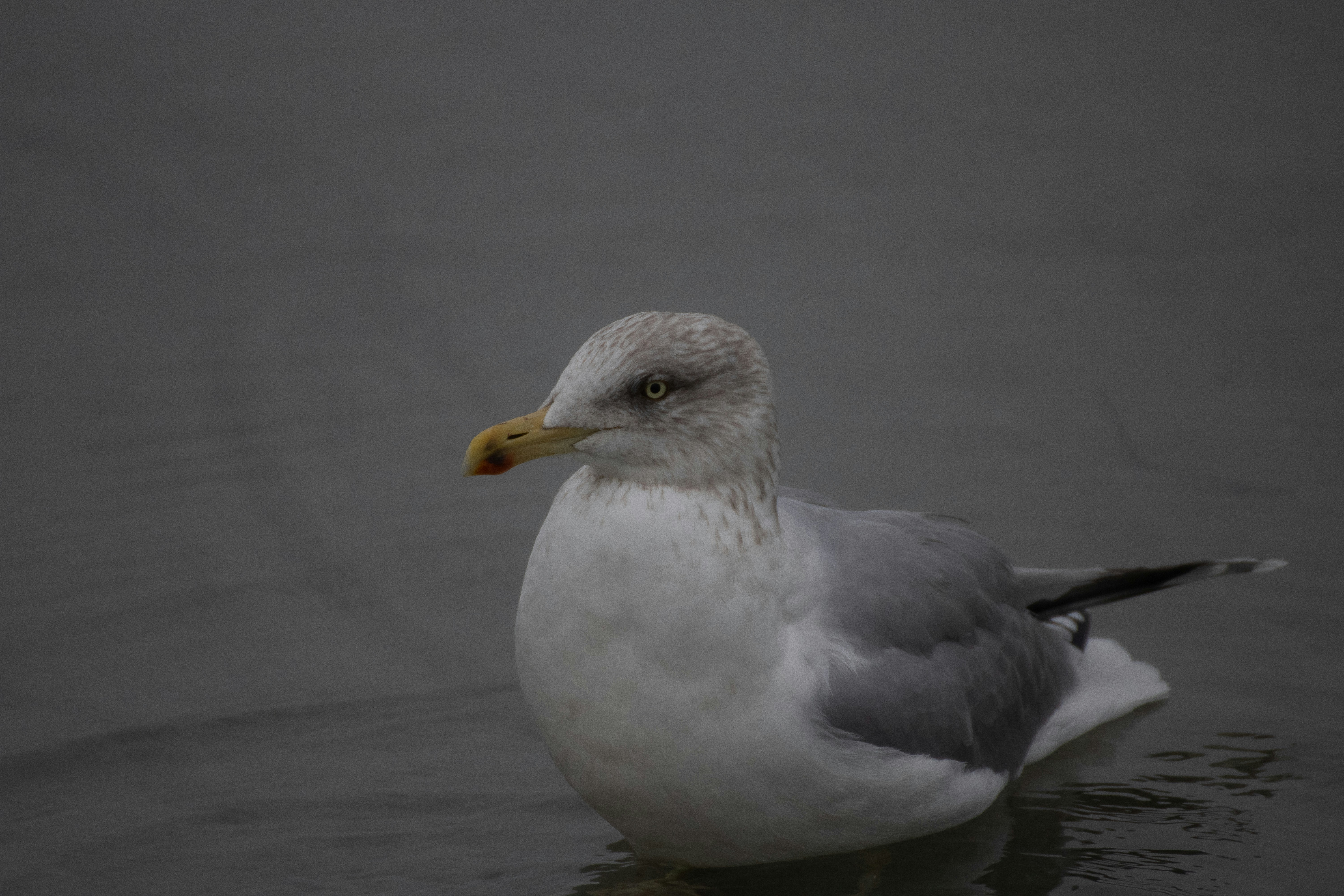 A seagull swimming in a body of water photo – Free Animal Image on Unsplash