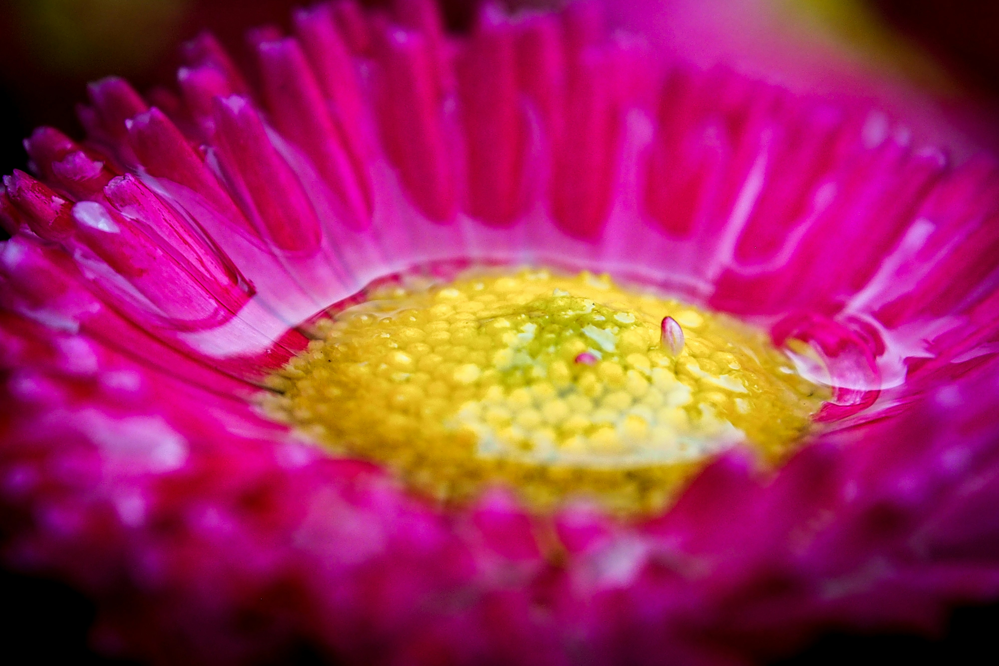 Core of Magenta: Macro Portrait of a Flower's Sunlit Yellow Heart