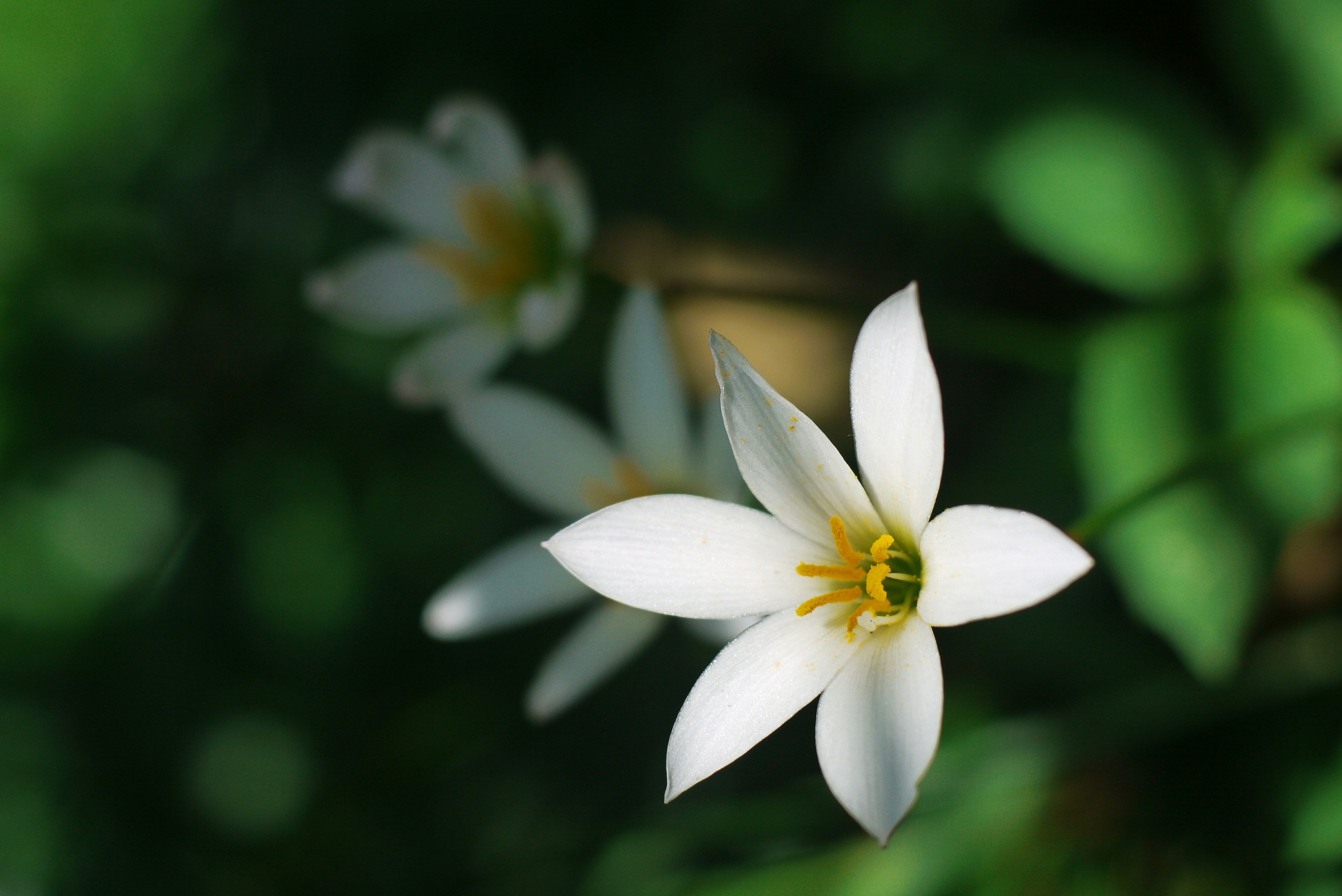 A white flower with yellow stamen stands out against a lush green background, showcasing the intricate beauty of nature.