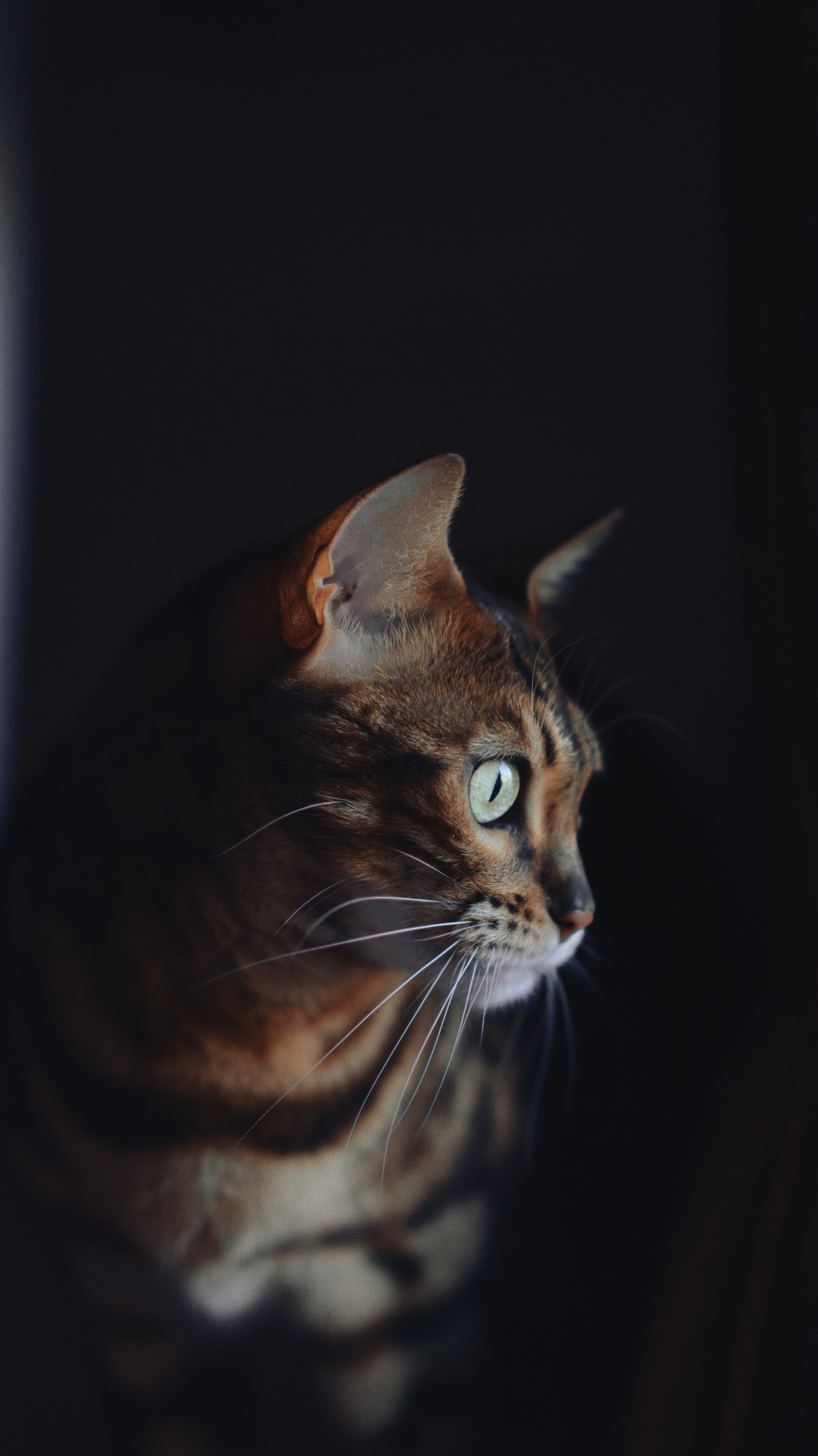 Bengal cat gazing intently into the distance, illuminated by soft light against a dark backdrop.