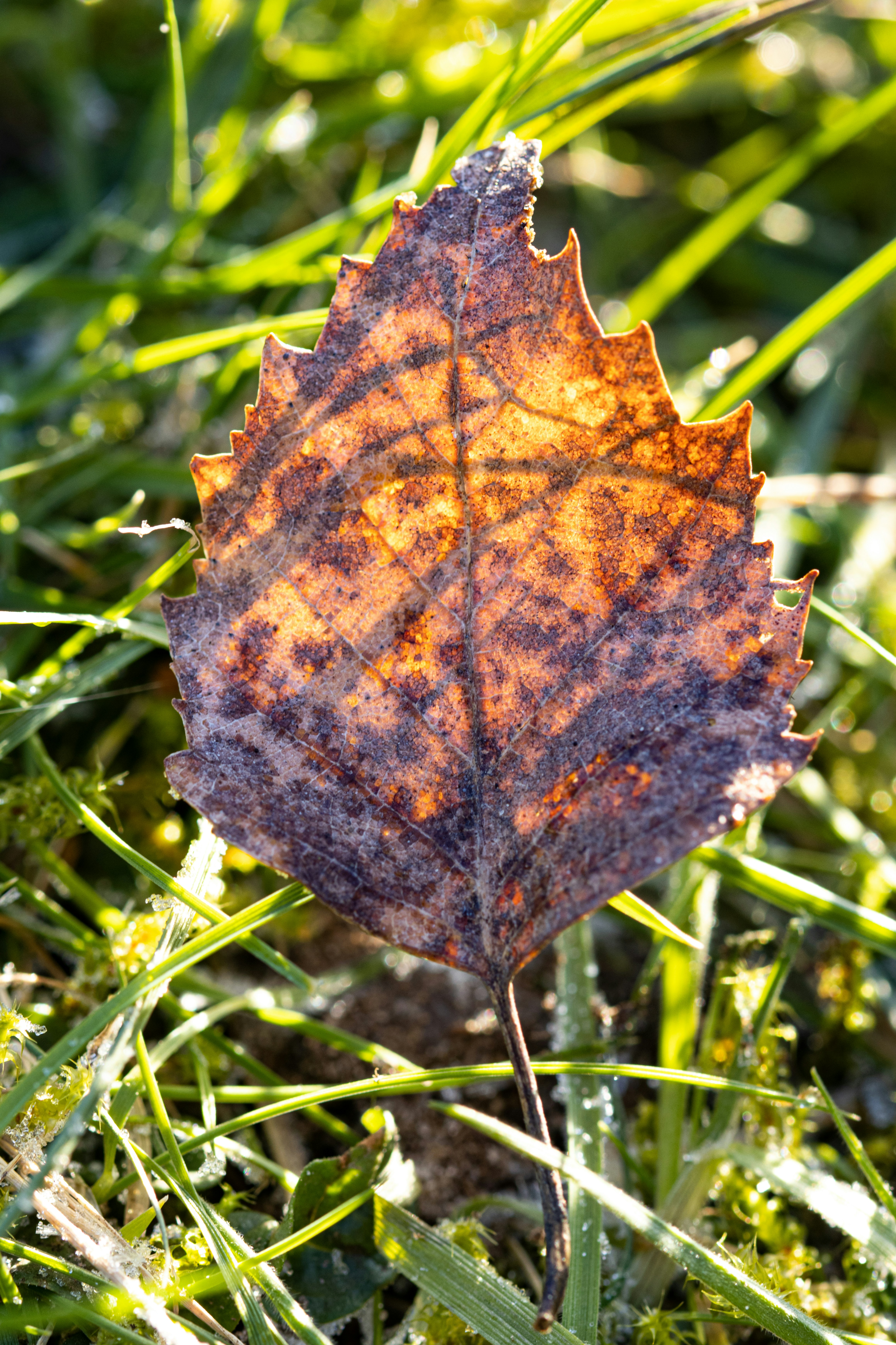 Backlit Autumn Maple Leaf Resting on Sunlit Grass