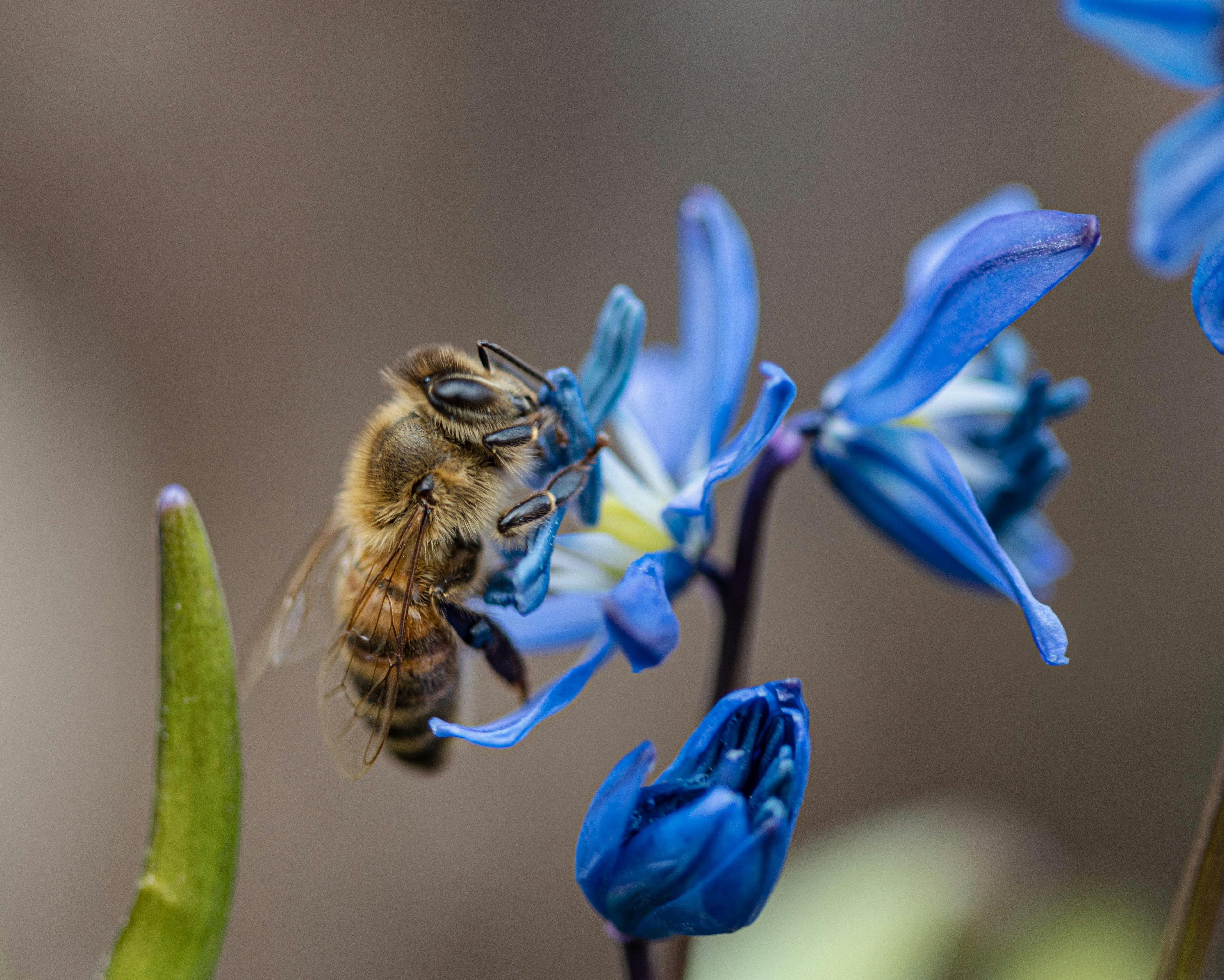 Azure Nectar Quest: A honeybee in sharp macro on cobalt petals