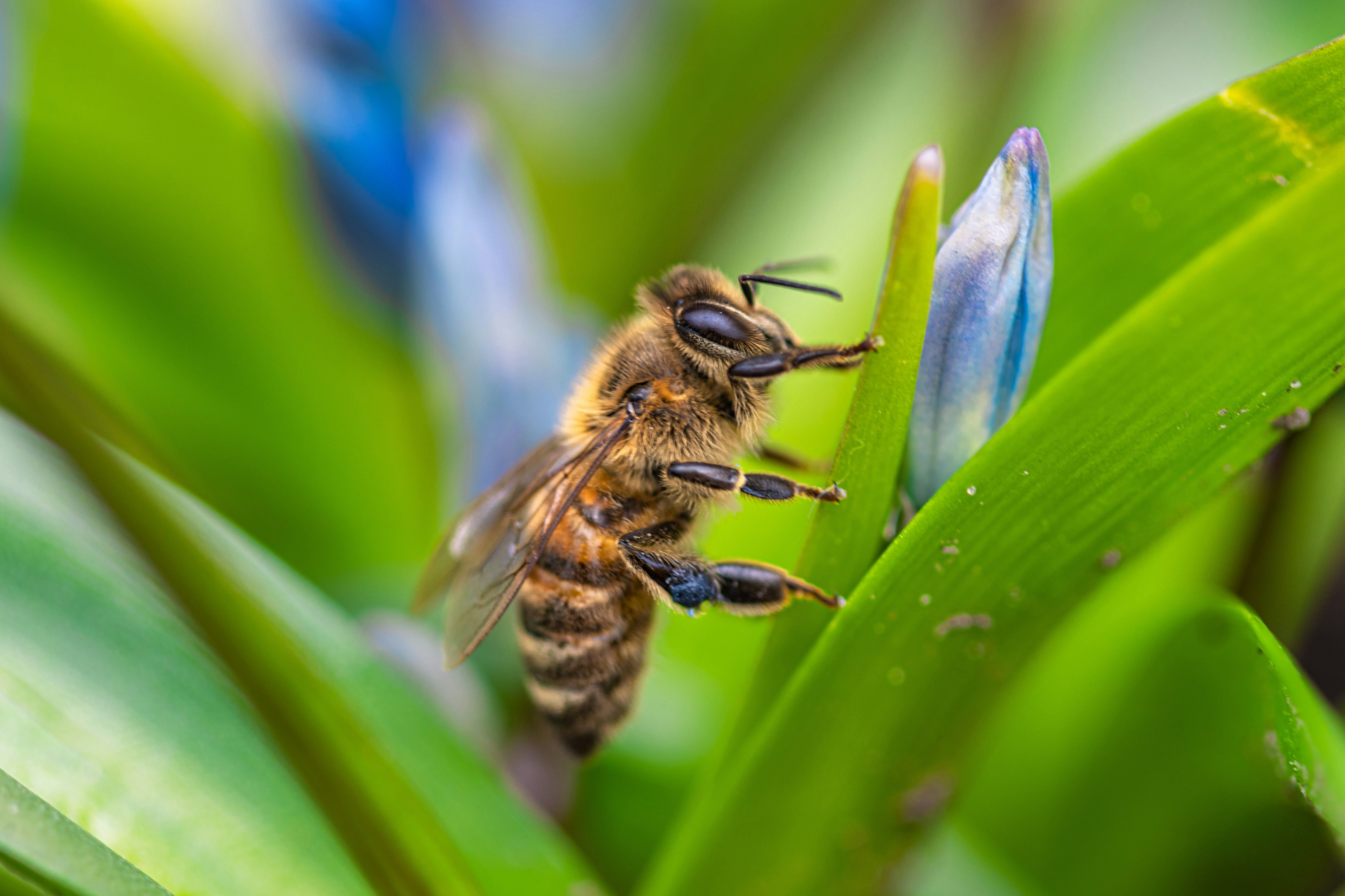 Harvester at the Blue Bud: A Macro Portrait of a Honeybee Among Jade Leaves