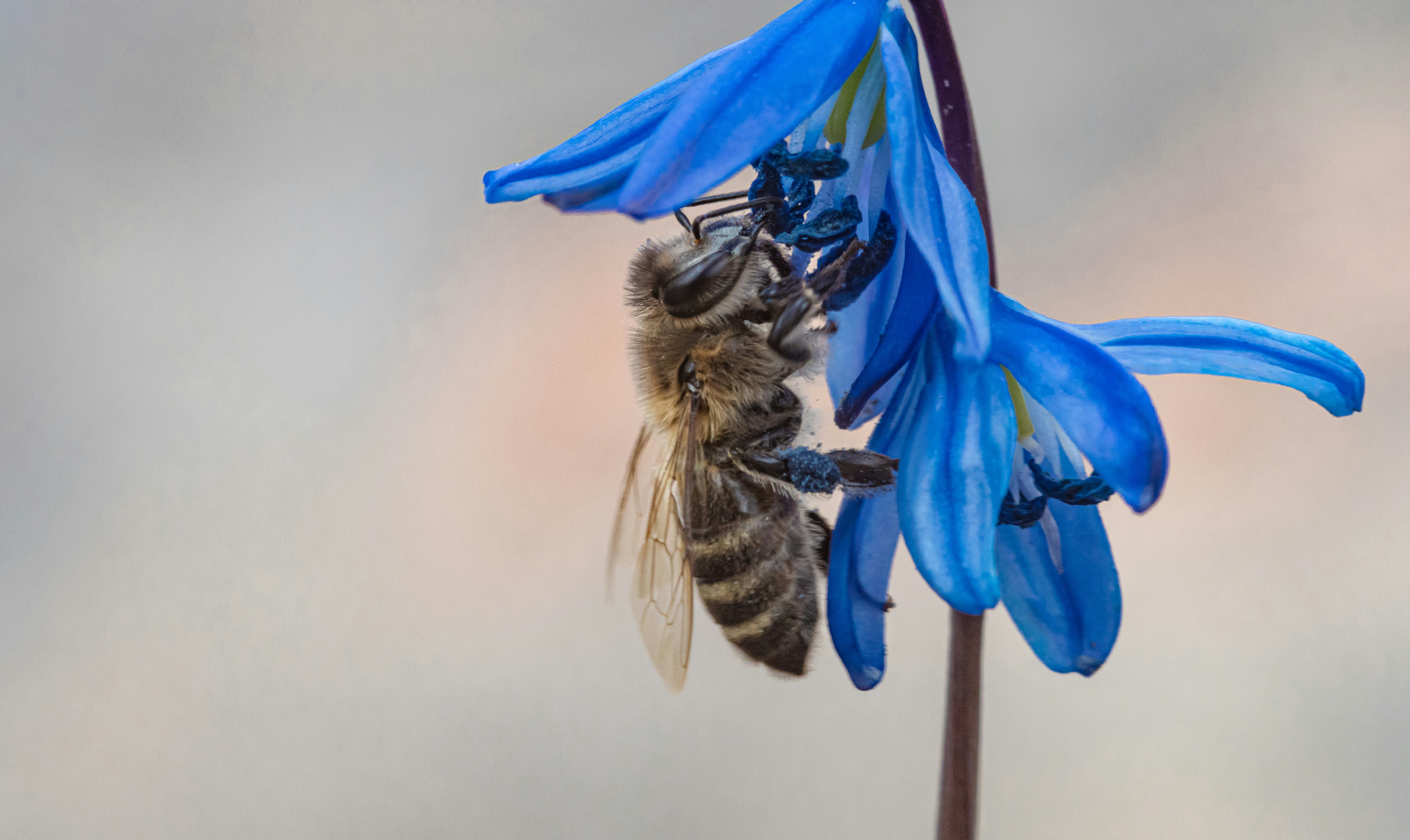 Indigo Bloom, Busy Bee: A Macro Moment on a Blue Petal