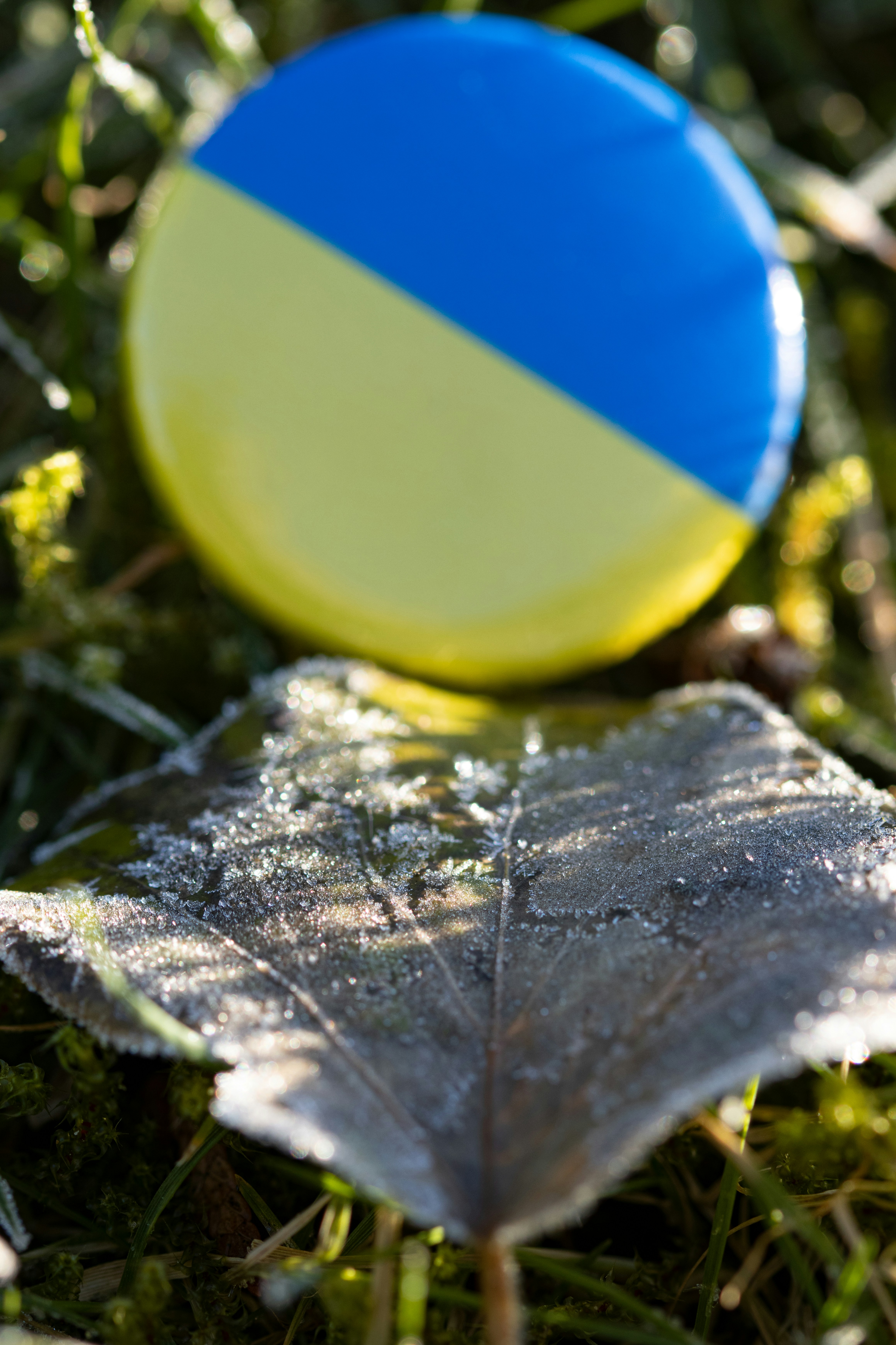 Two-Tone Ball on a Frosted Leaf: Quiet Morning Texture