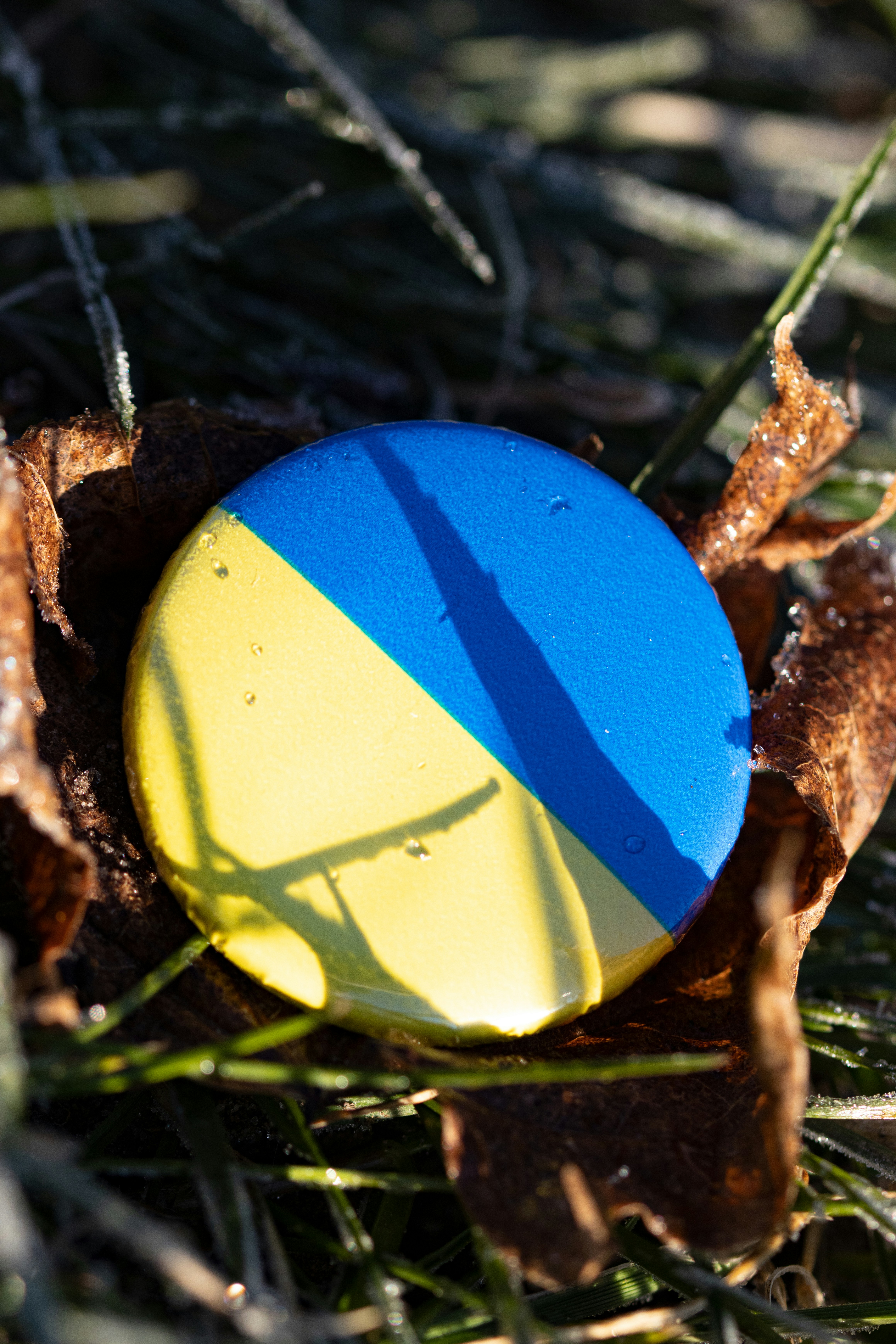 Blue-Yellow Diagonal Sphere Nestled in Leaf Litter