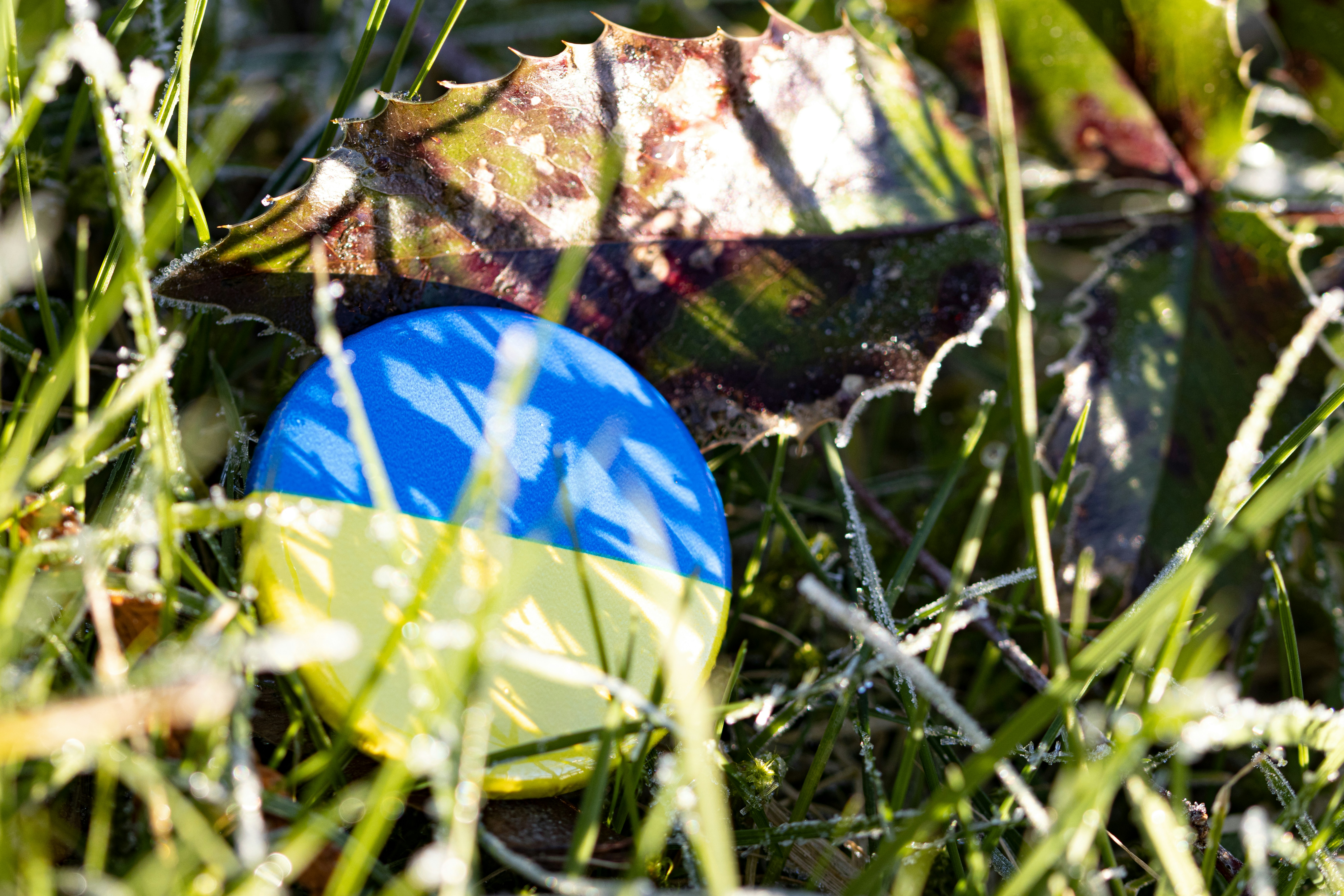 a blue frisbee sitting in the grass next to a leaf