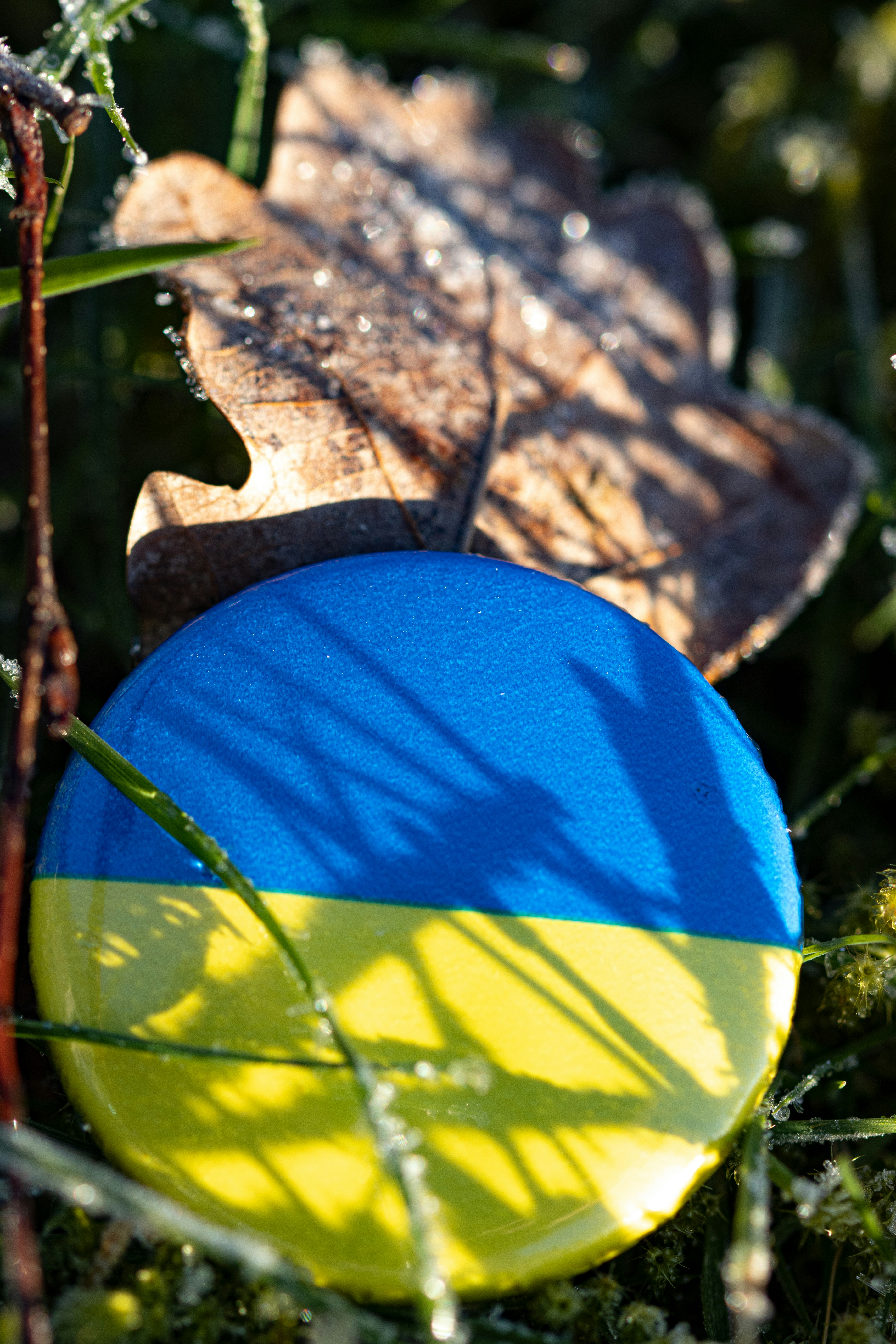 A blue and yellow frisbee sitting on top of a grass covered field photo ...