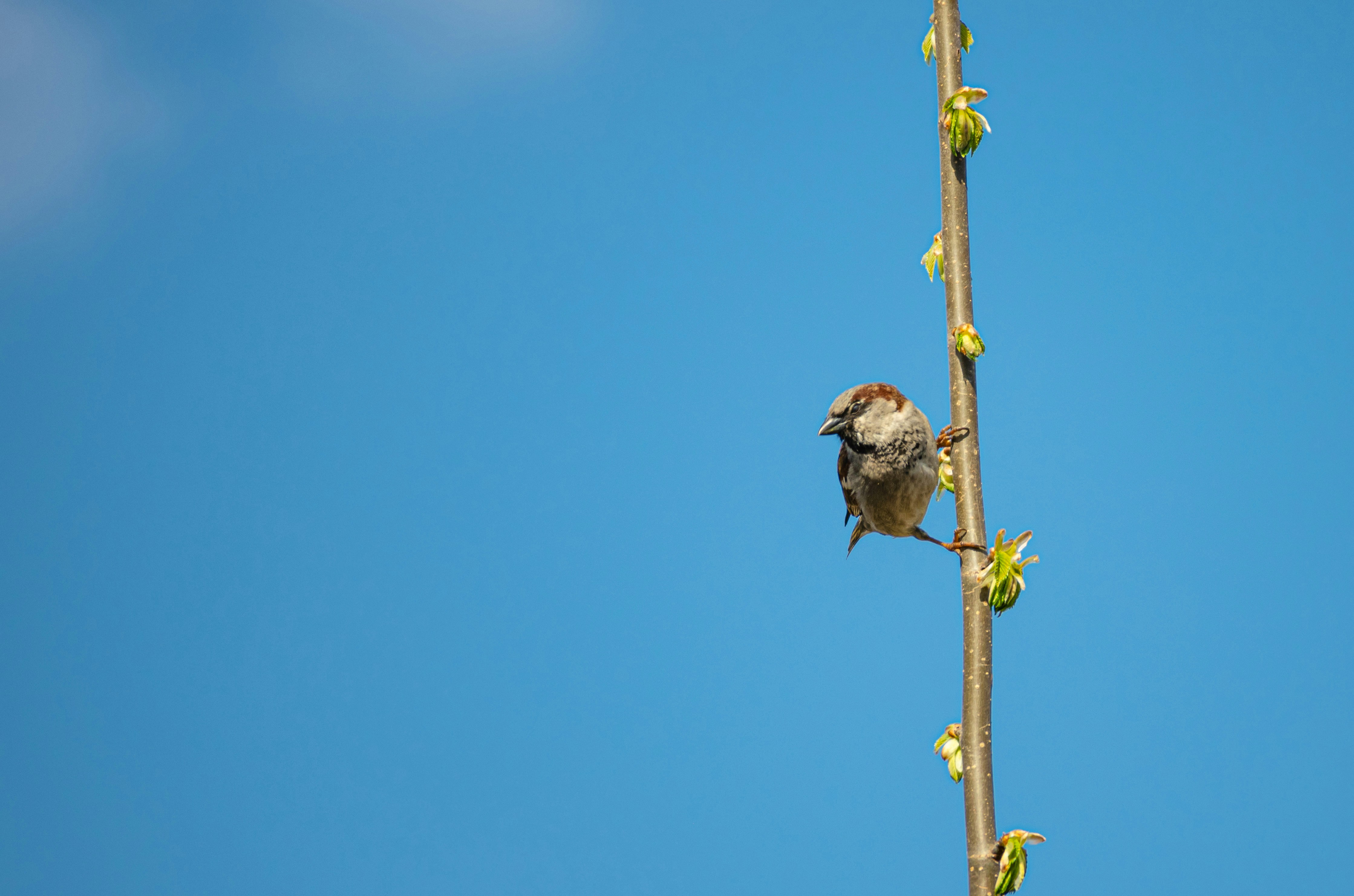 750+ Sparrow Pictures | Download Free Images on Unsplash