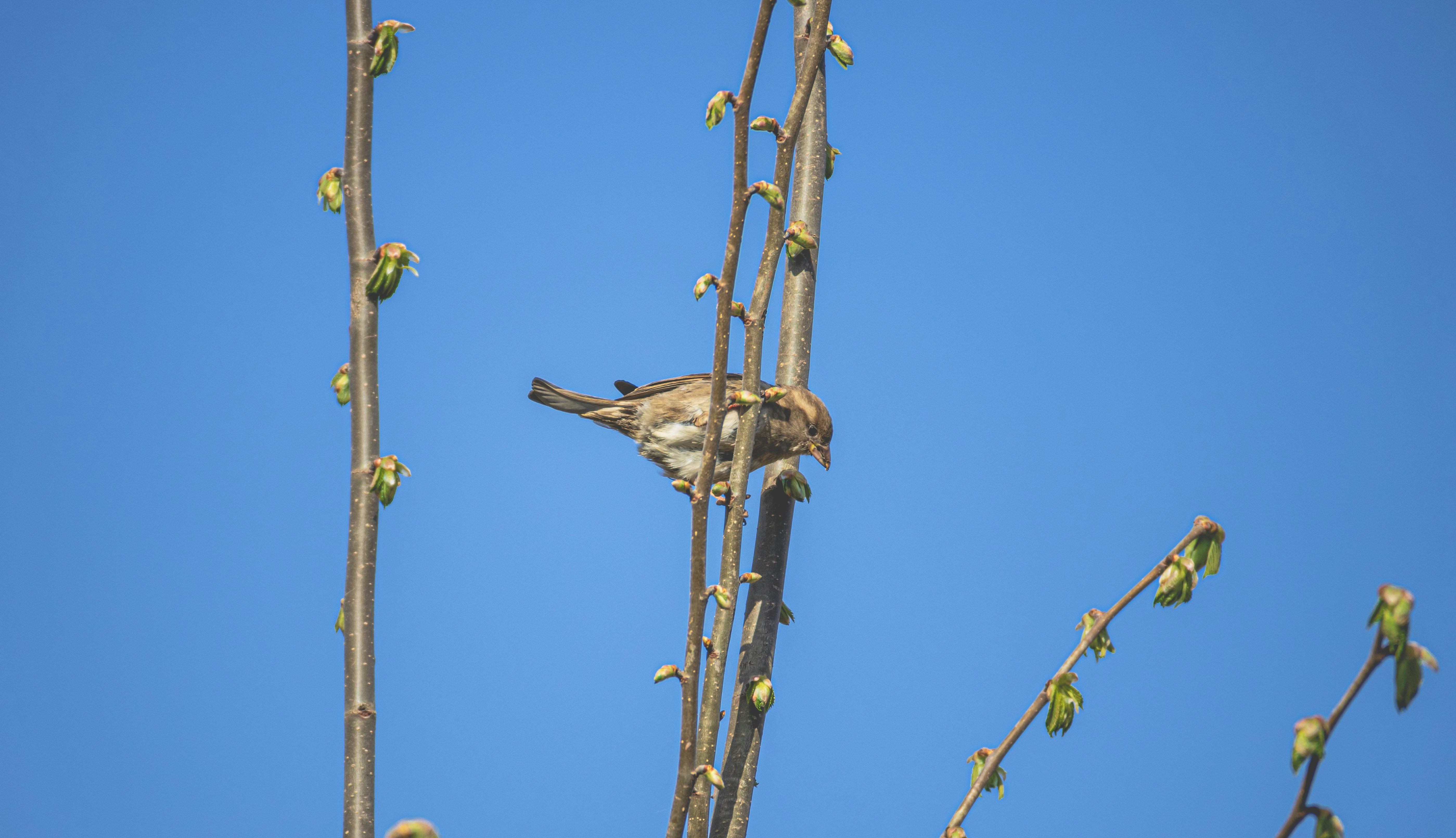 750+ Sparrow Pictures | Download Free Images on Unsplash