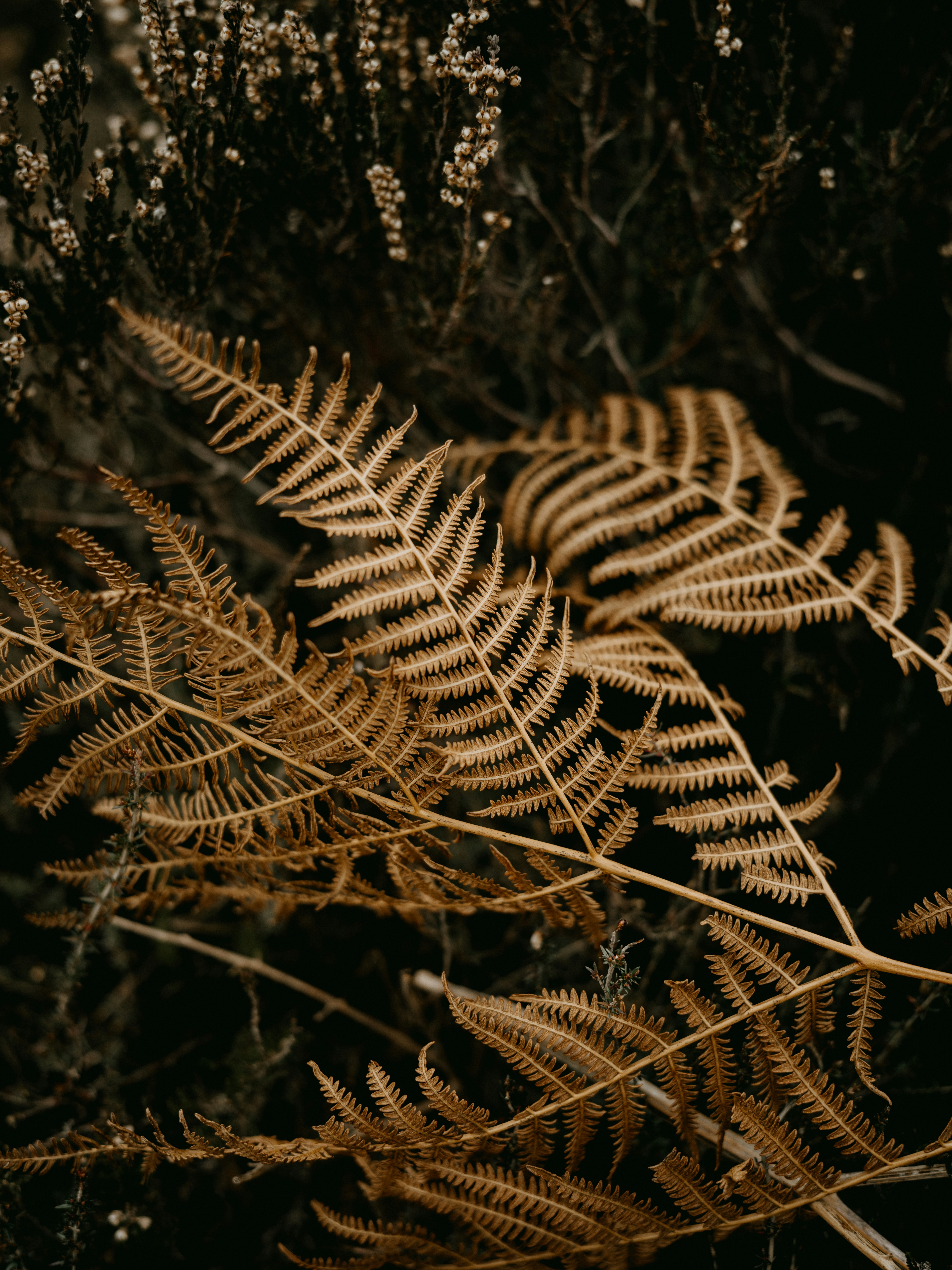 Golden ferns intertwined with muted foliage, showcasing the intricate patterns of nature's design.