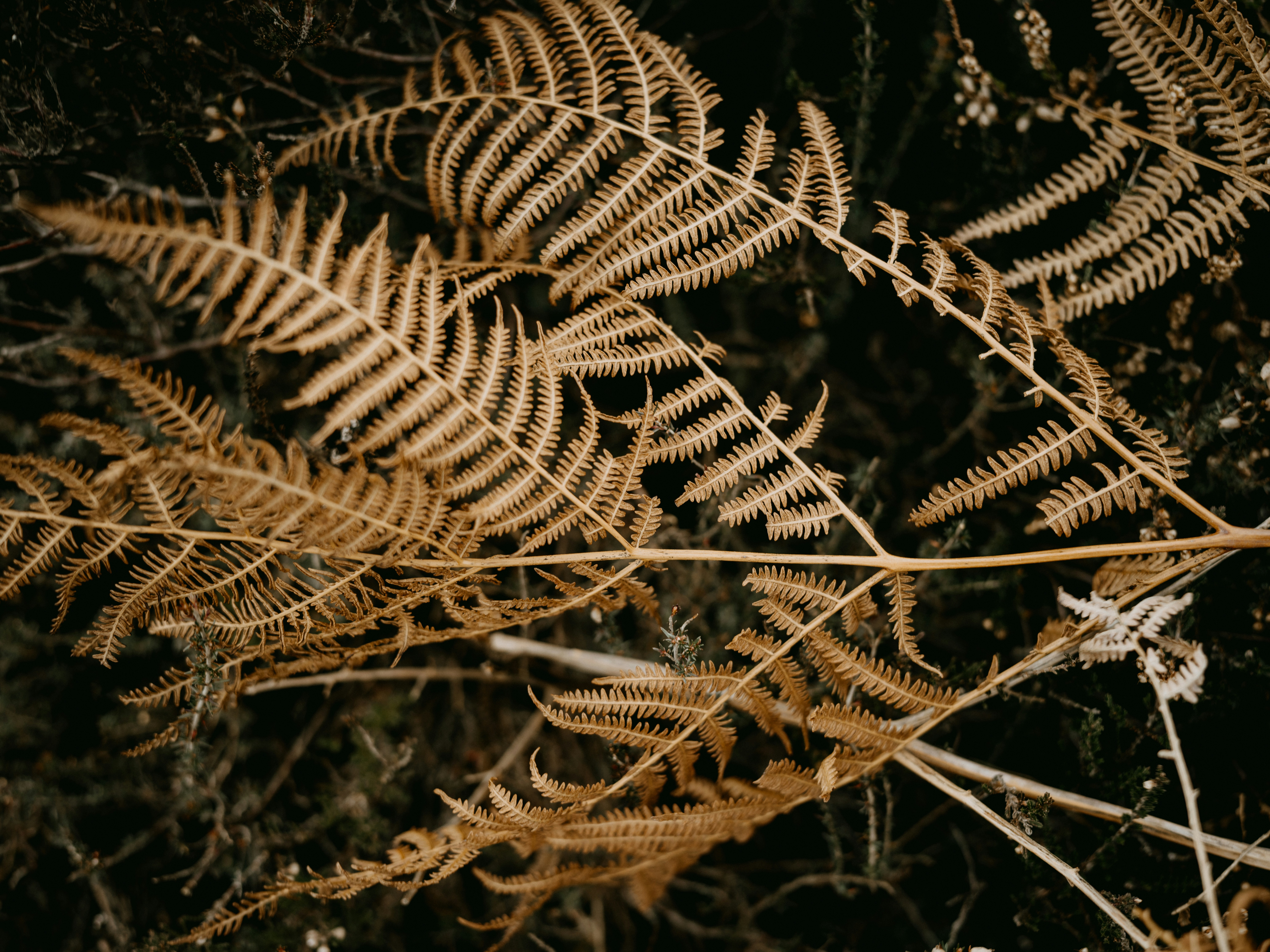 Dried fern leaves gracefully arching over a dark, textured background, showcasing their intricate patterns and earthy tones.