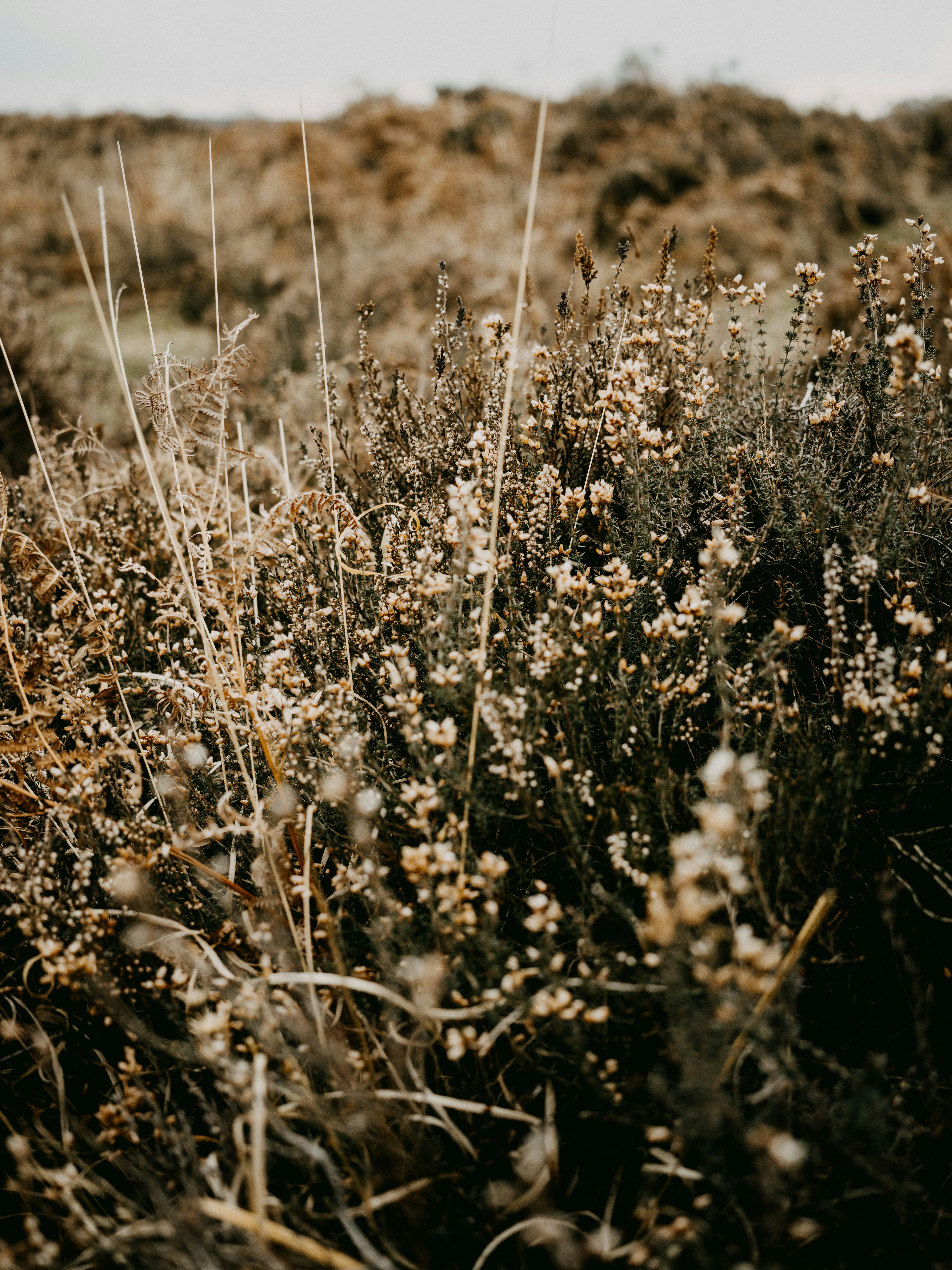 Close-up of delicate wildflowers amidst dry grasses, showcasing the intricate textures and muted colors of the natural landscape.