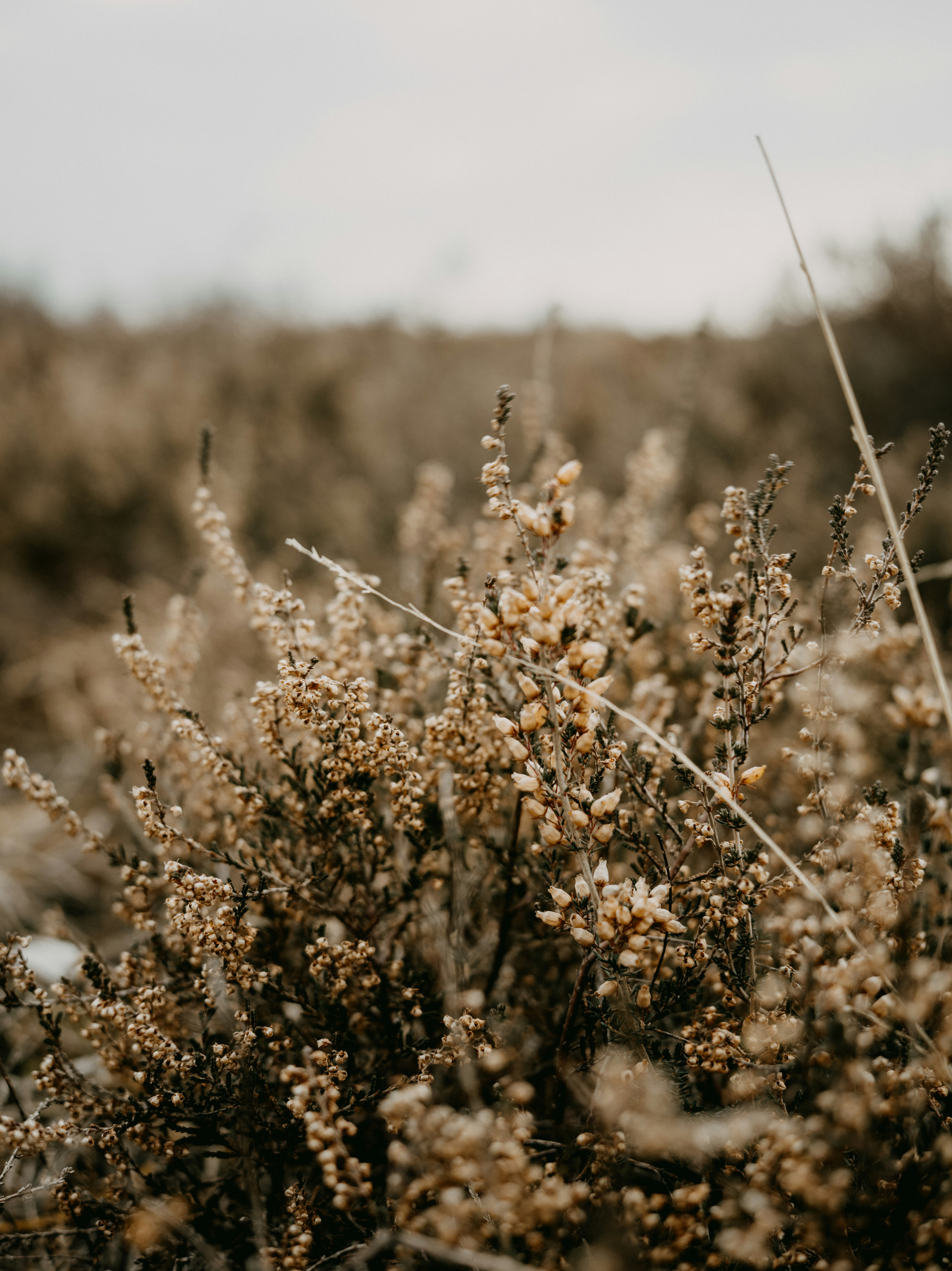 Dried wildflowers sway gently in a muted landscape, showcasing their delicate textures and earthy tones.