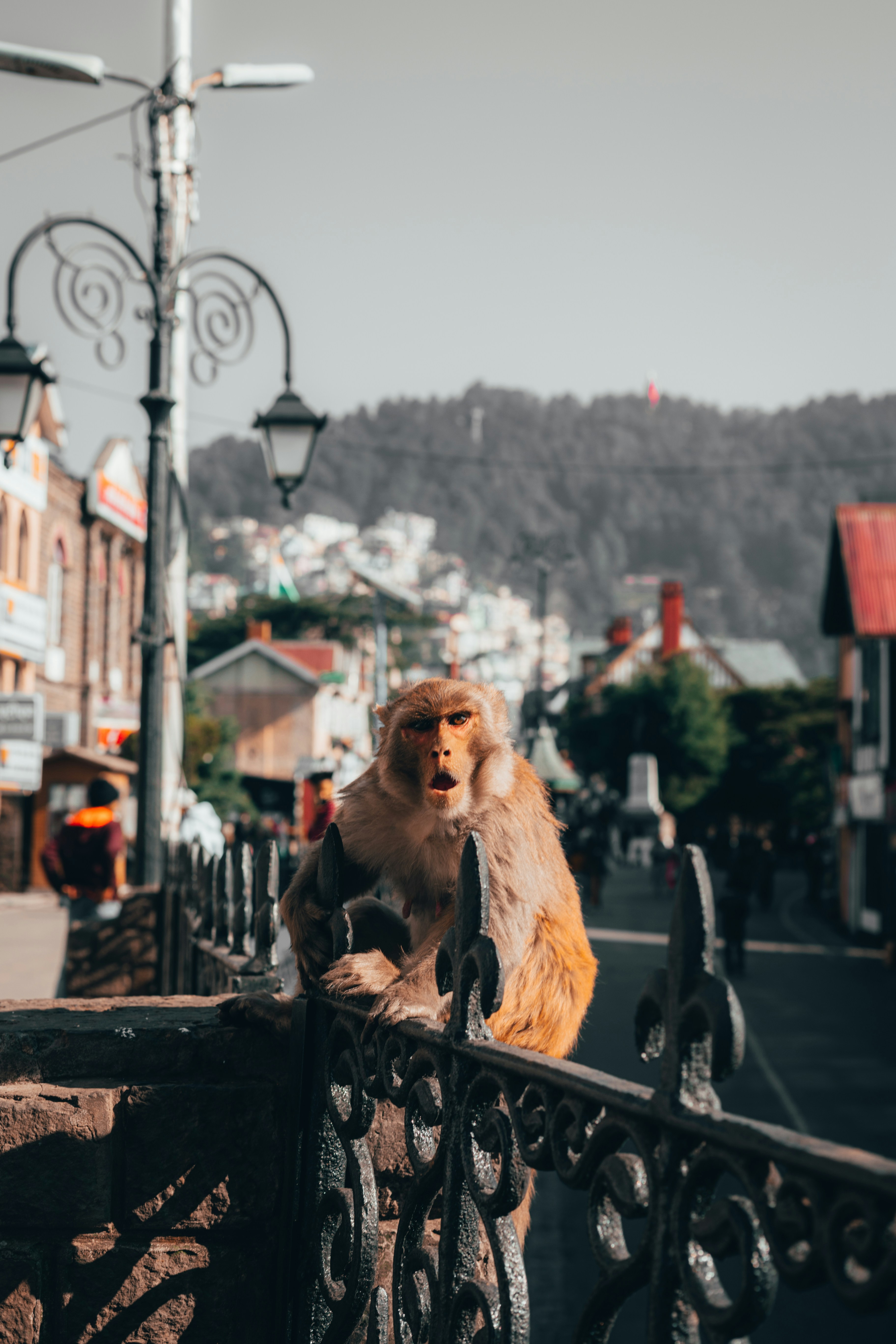 Curious Monkey Perches on an Ornate Fence Over a Quiet Town Street