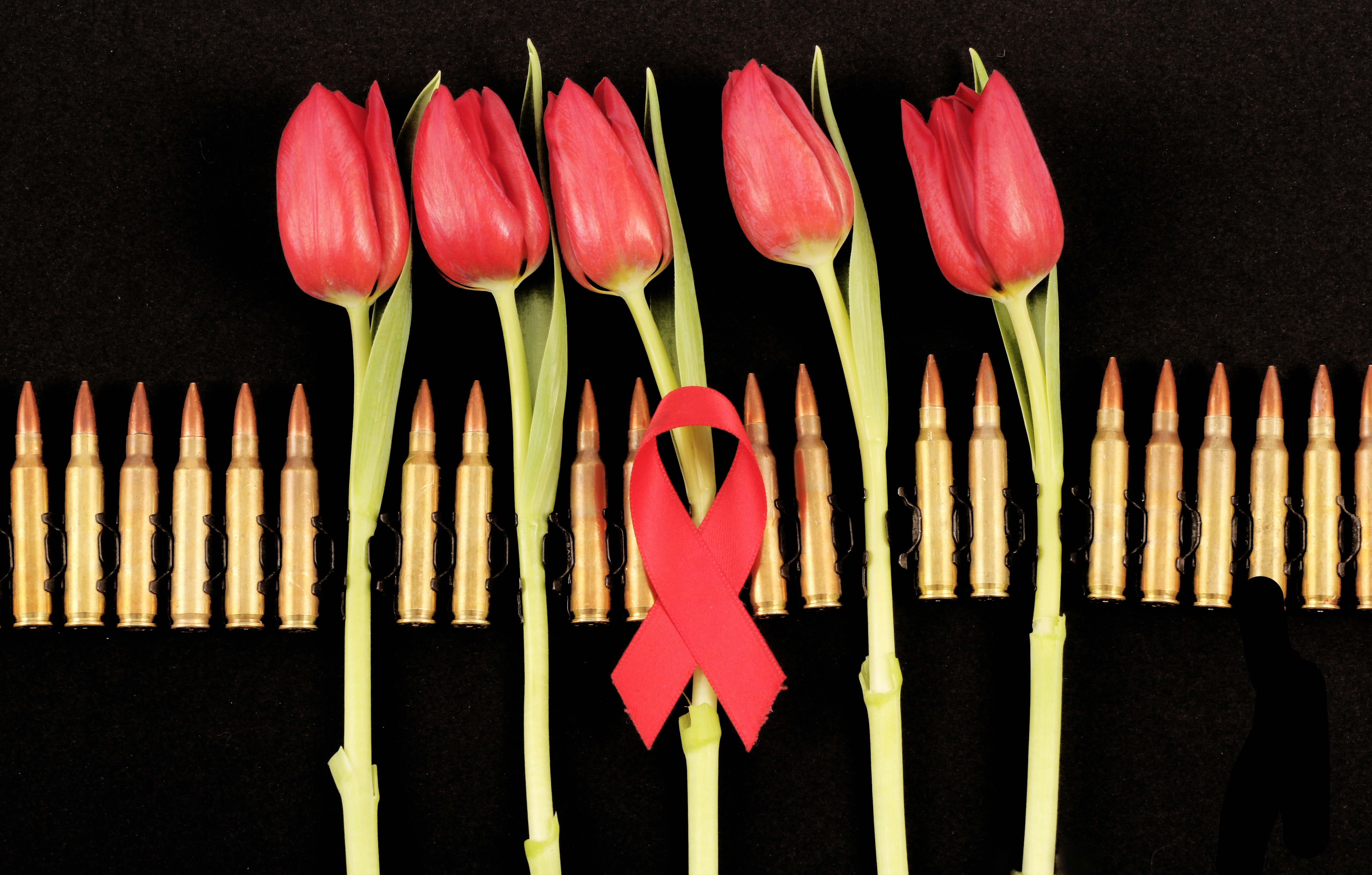 Scarlet Ribbon Over a Row of Bullets: Tulips Standing Guard