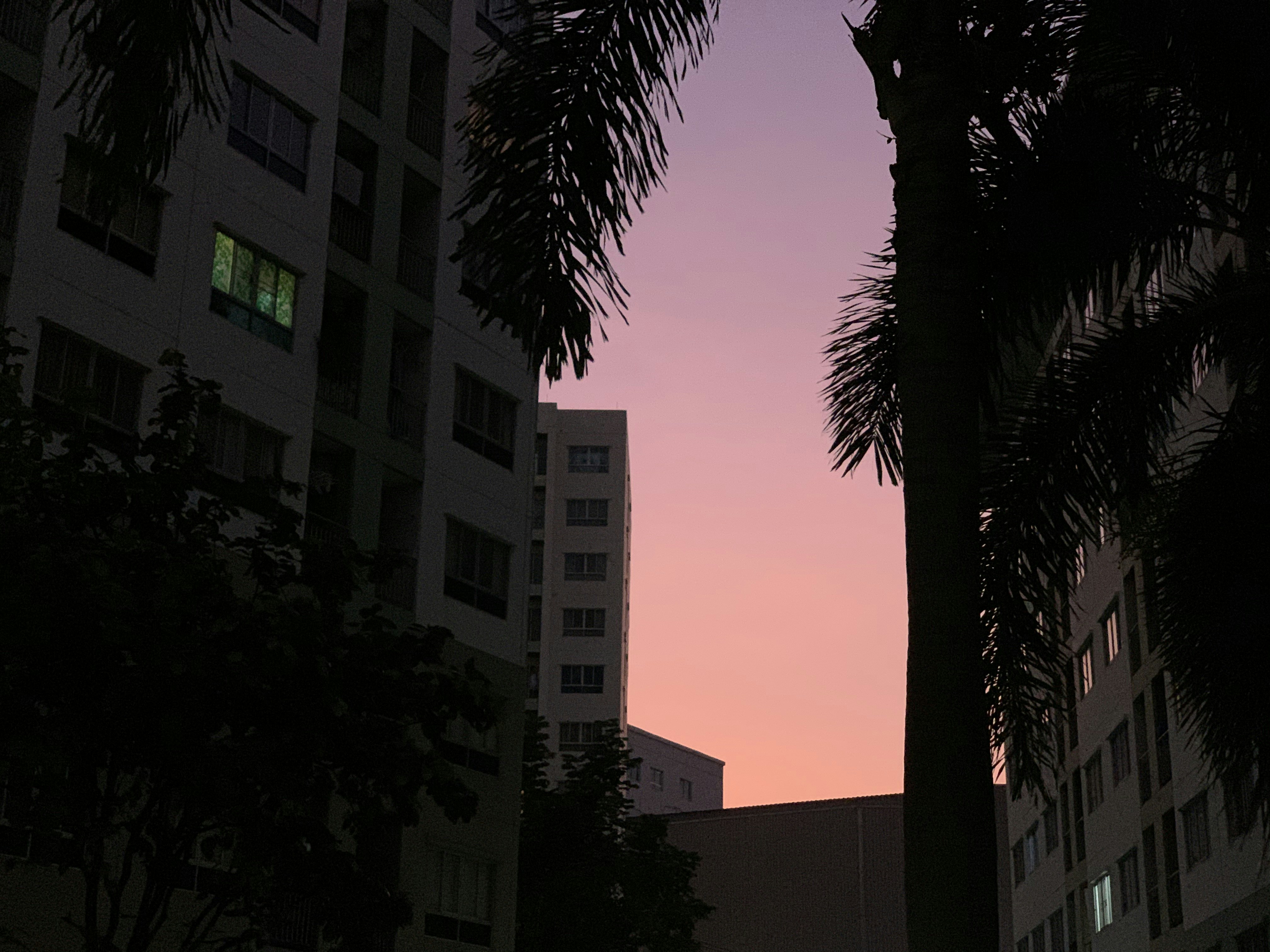 Silhouetted buildings frame a soft pastel sky at dusk, with palm trees adding a touch of nature to the urban landscape.