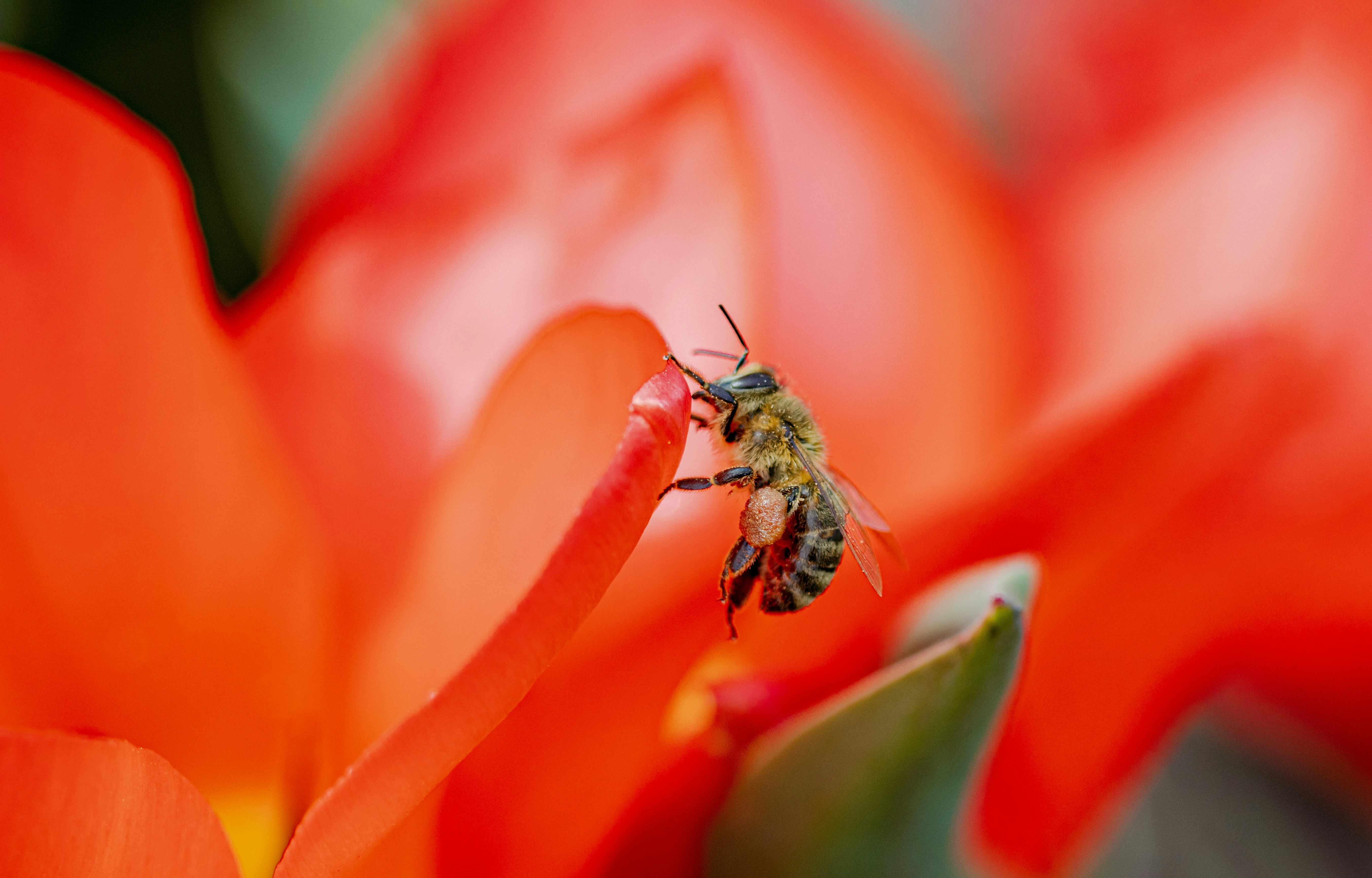 a bee sitting on top of a red flower