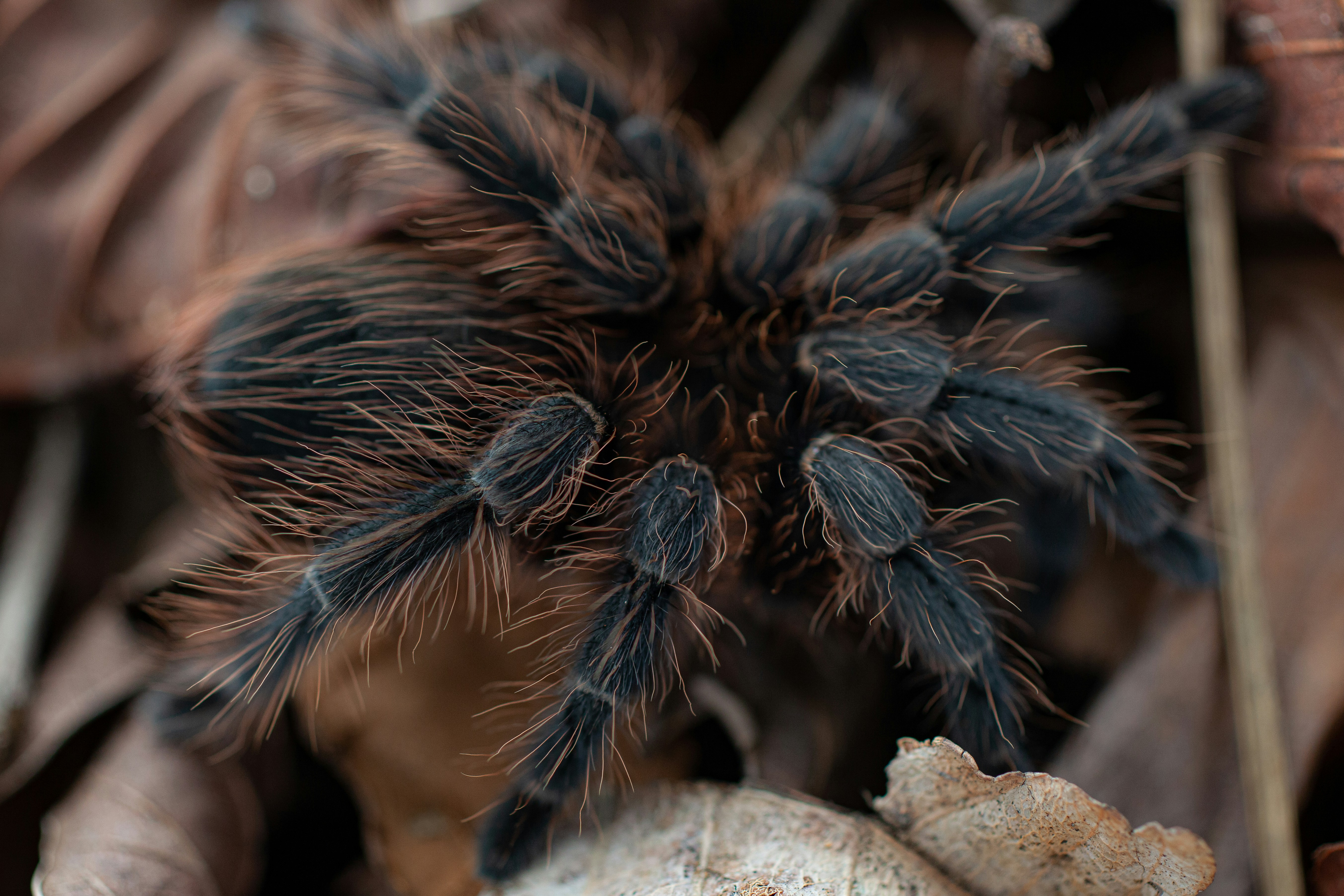 Velvet Footfalls: A Macro Portrait of a Forest Tarantula Among Leaf Litter