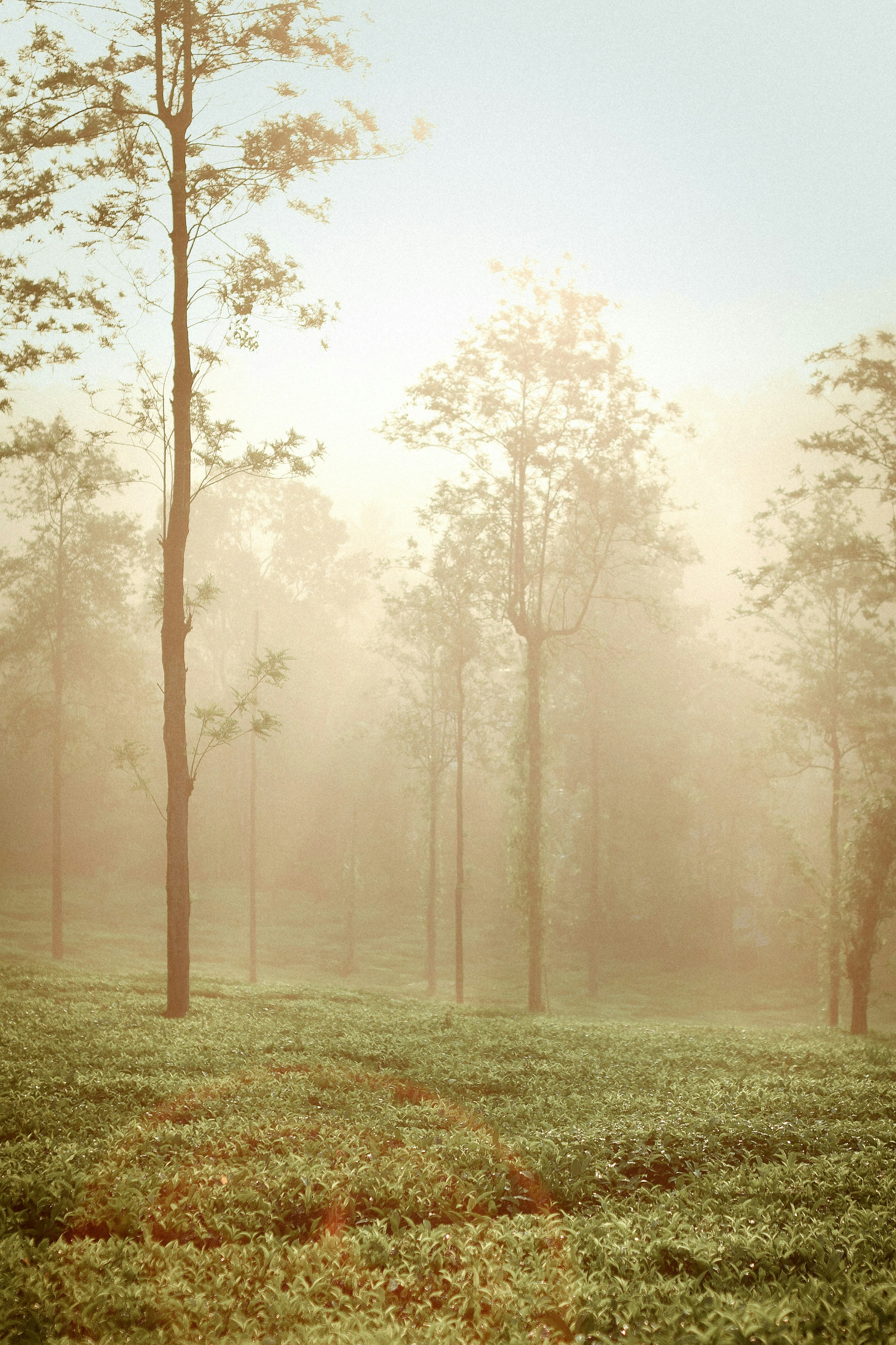 Un cheval debout au milieu d’un champ photo – Photo Kerala Gratuite sur ...
