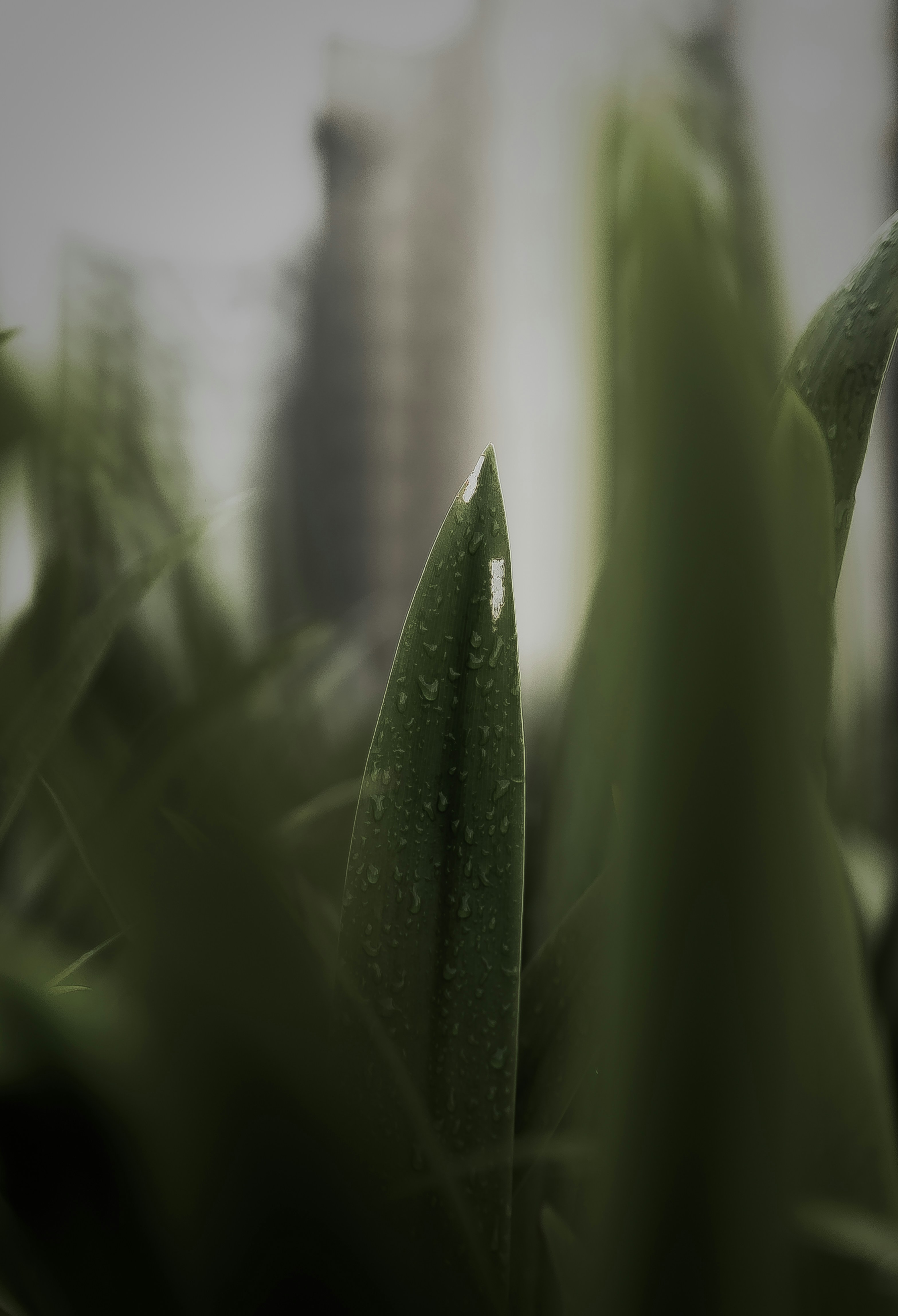 a close up of a green plant with a building in the background