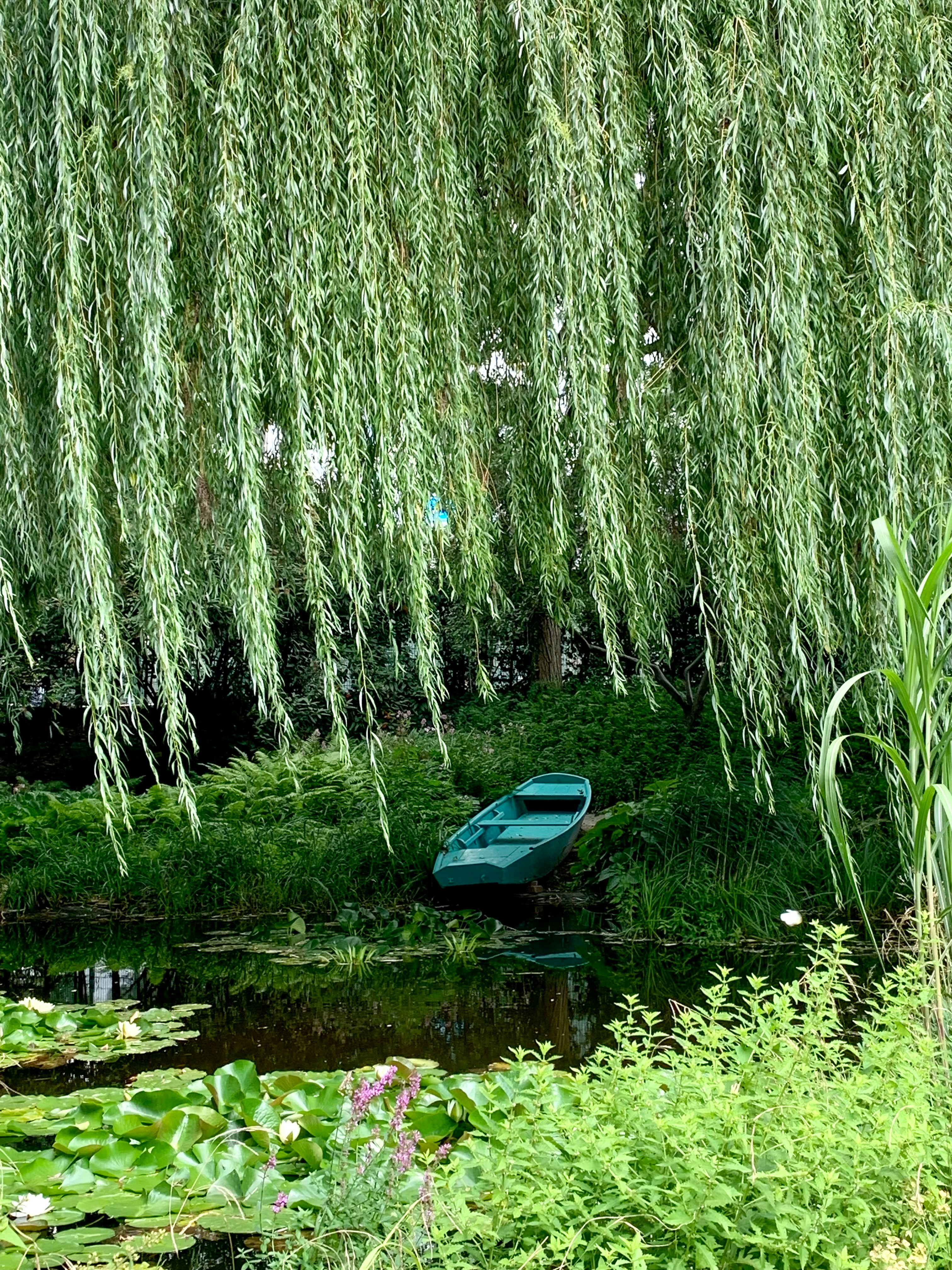 A boat is sitting in the water under a willow tree photo – Free ...