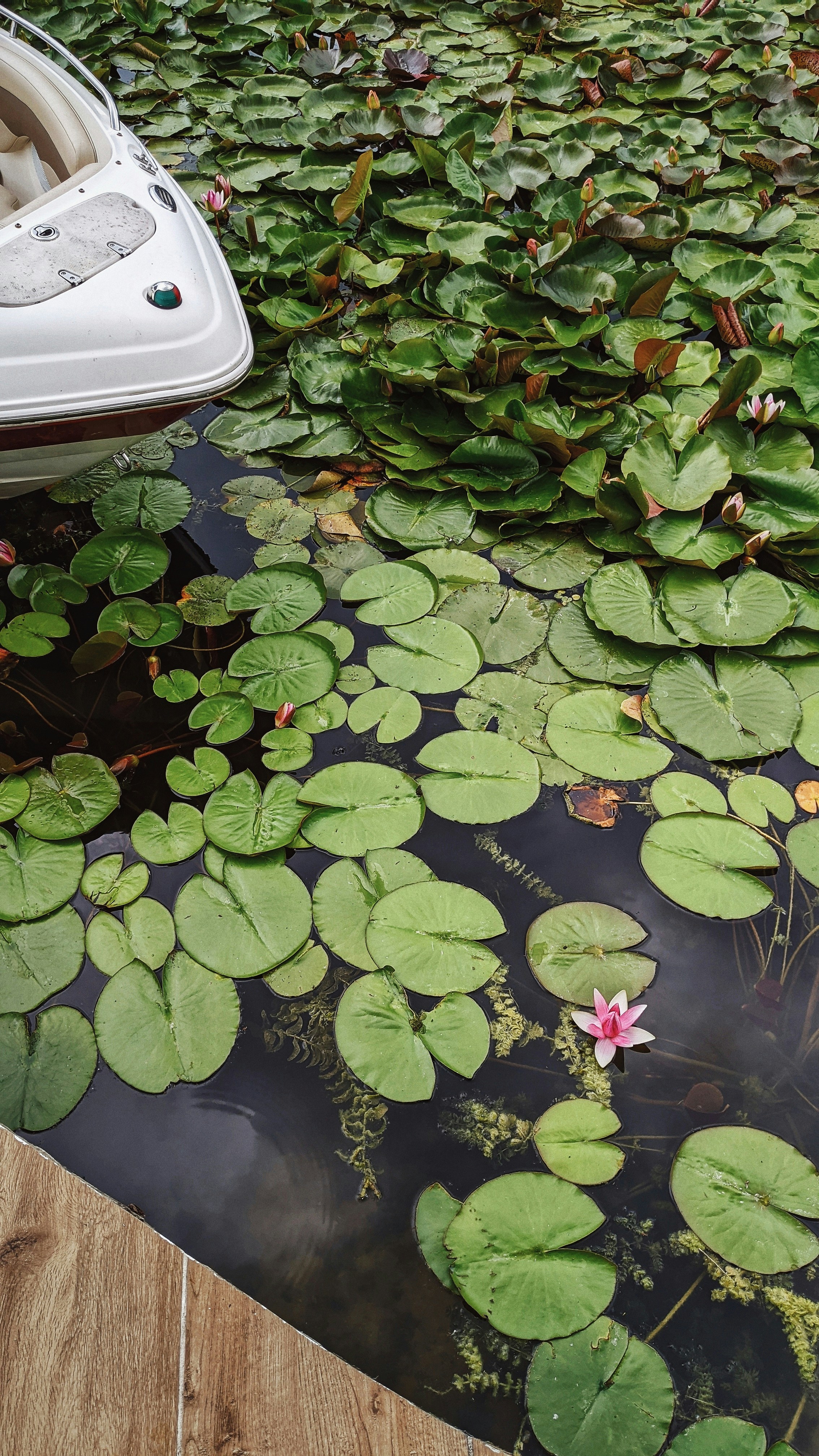 Lilypad Retreat: A Quiet Docksid Dream