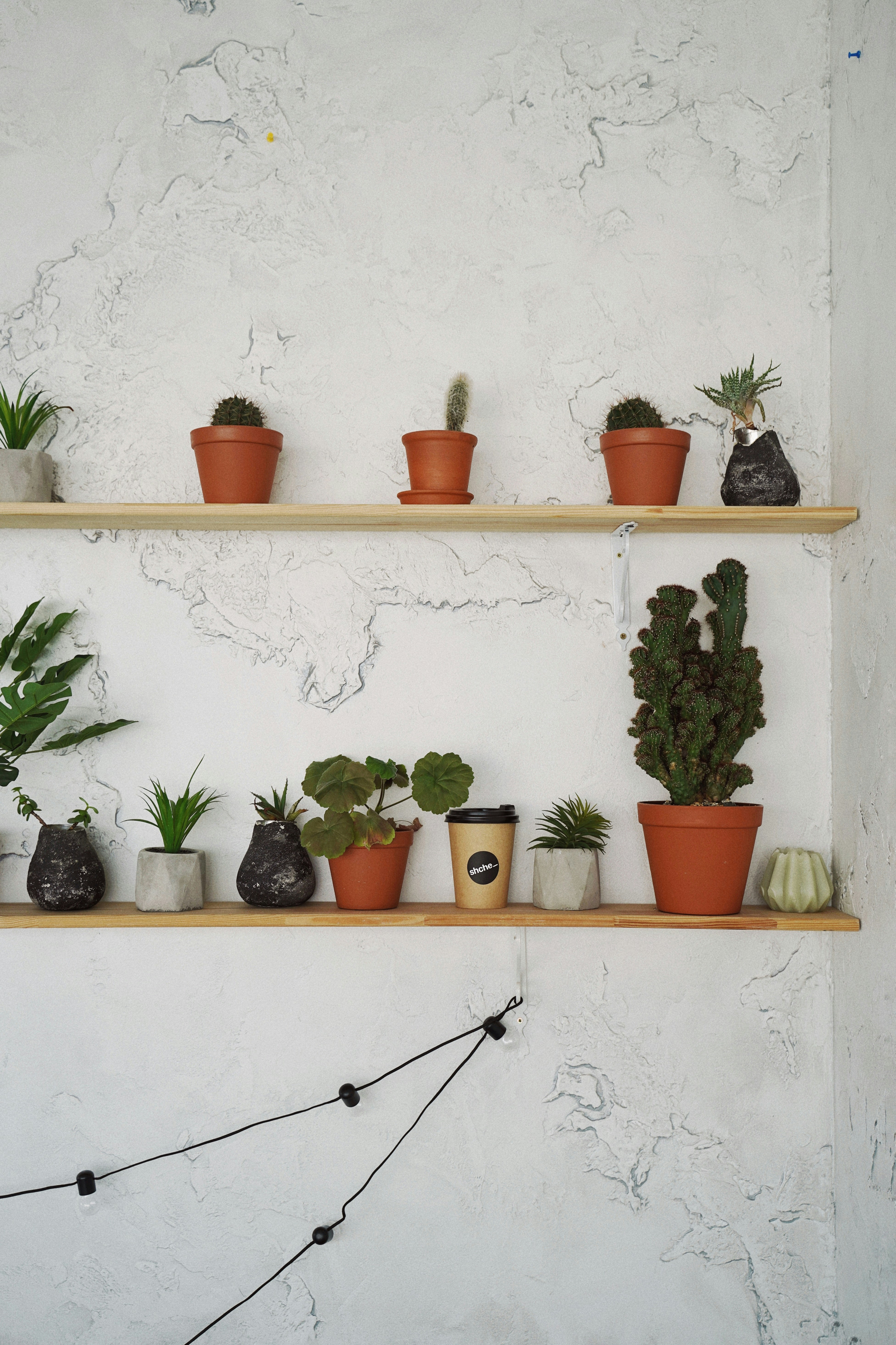 An array of potted plants displayed on wooden shelves against a textured white wall, featuring various succulents and a coffee cup.