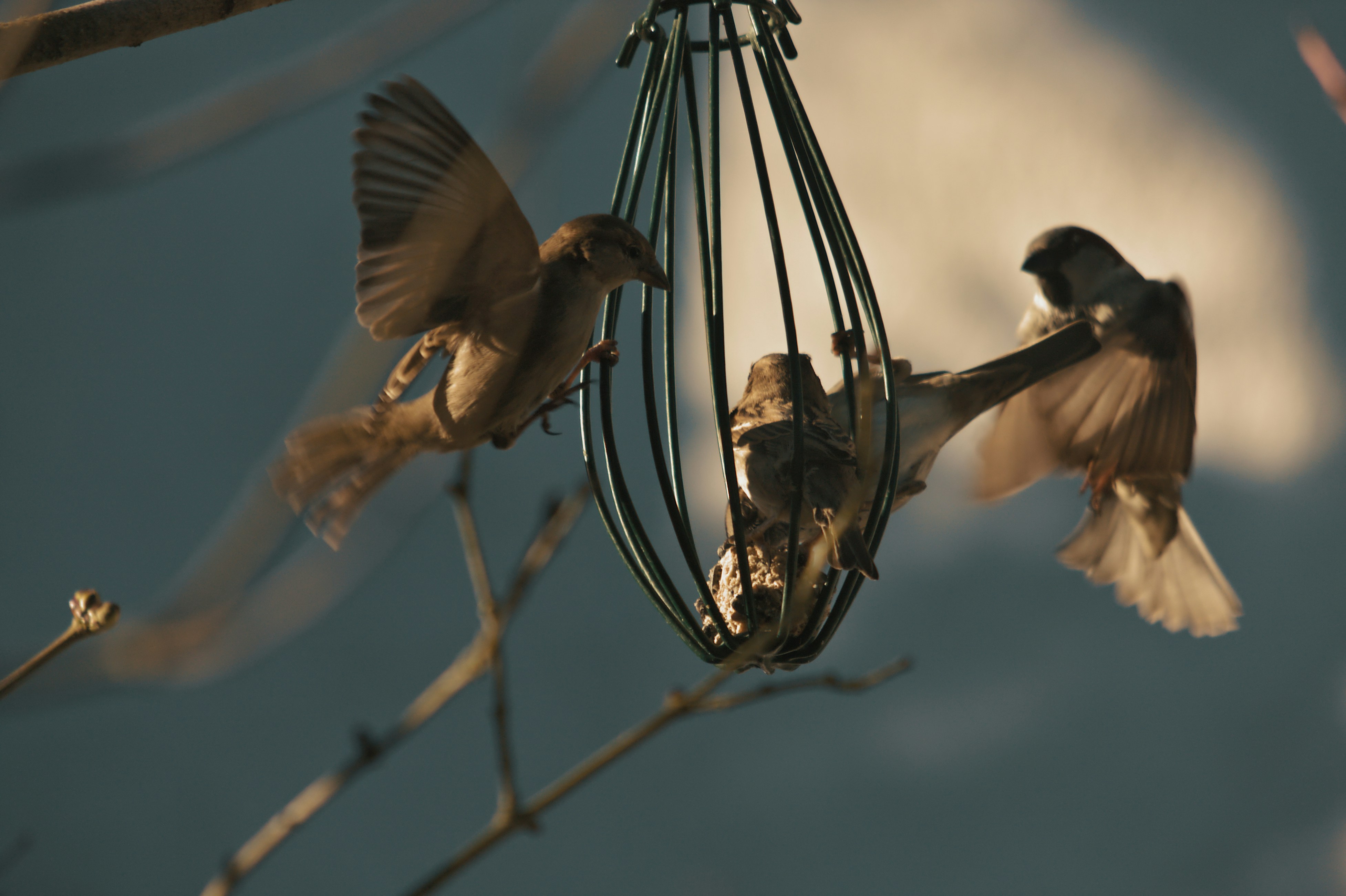 Dusk Rendezvous at a Hanging Feeder
