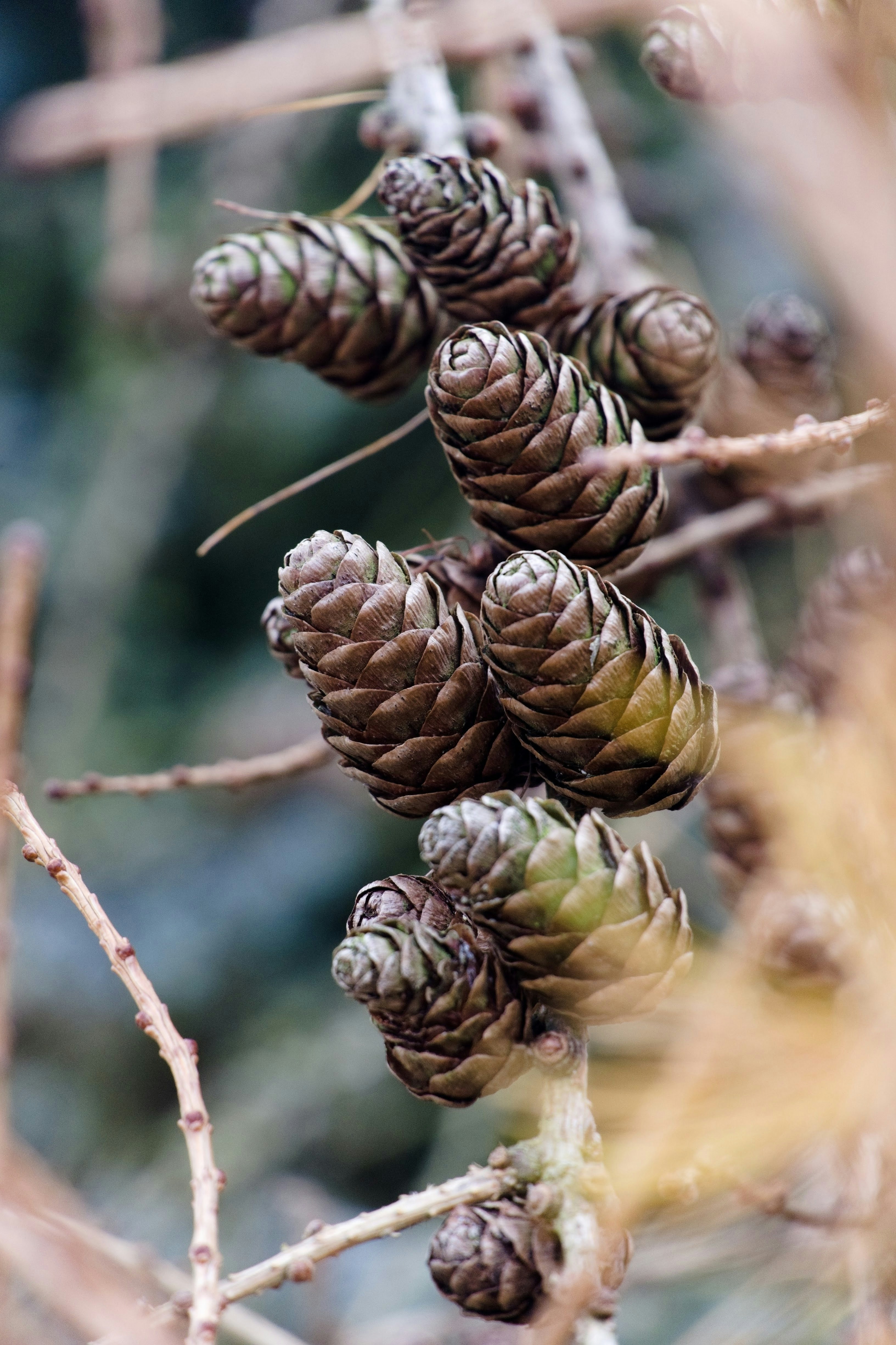 Close-up of clustered pine cones showcasing their textured scales against a blurred background. The natural colors highlight the organic beauty of the cones.