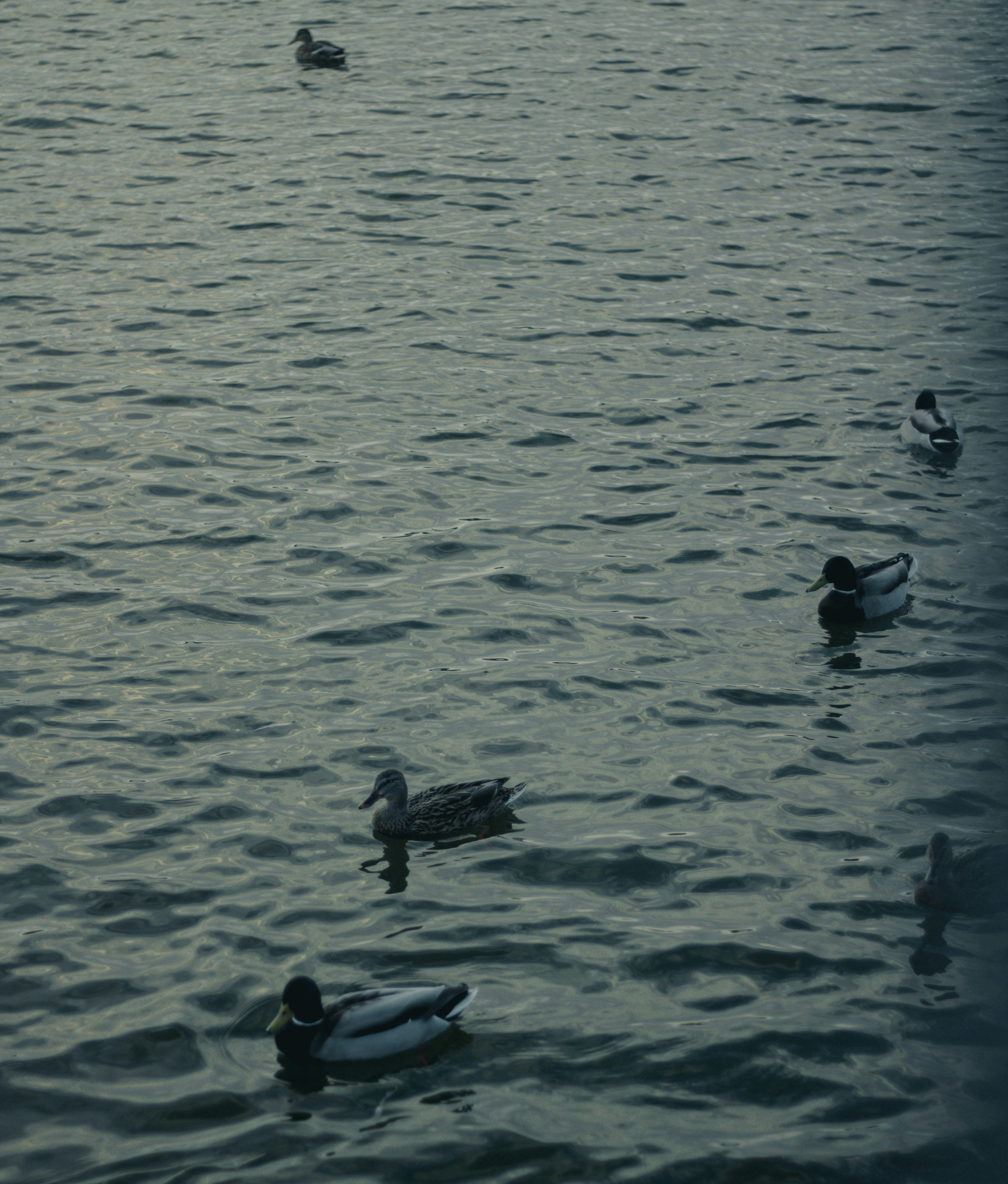 Dusk on the Lake: Ducks Glide Through Quiet Ripples