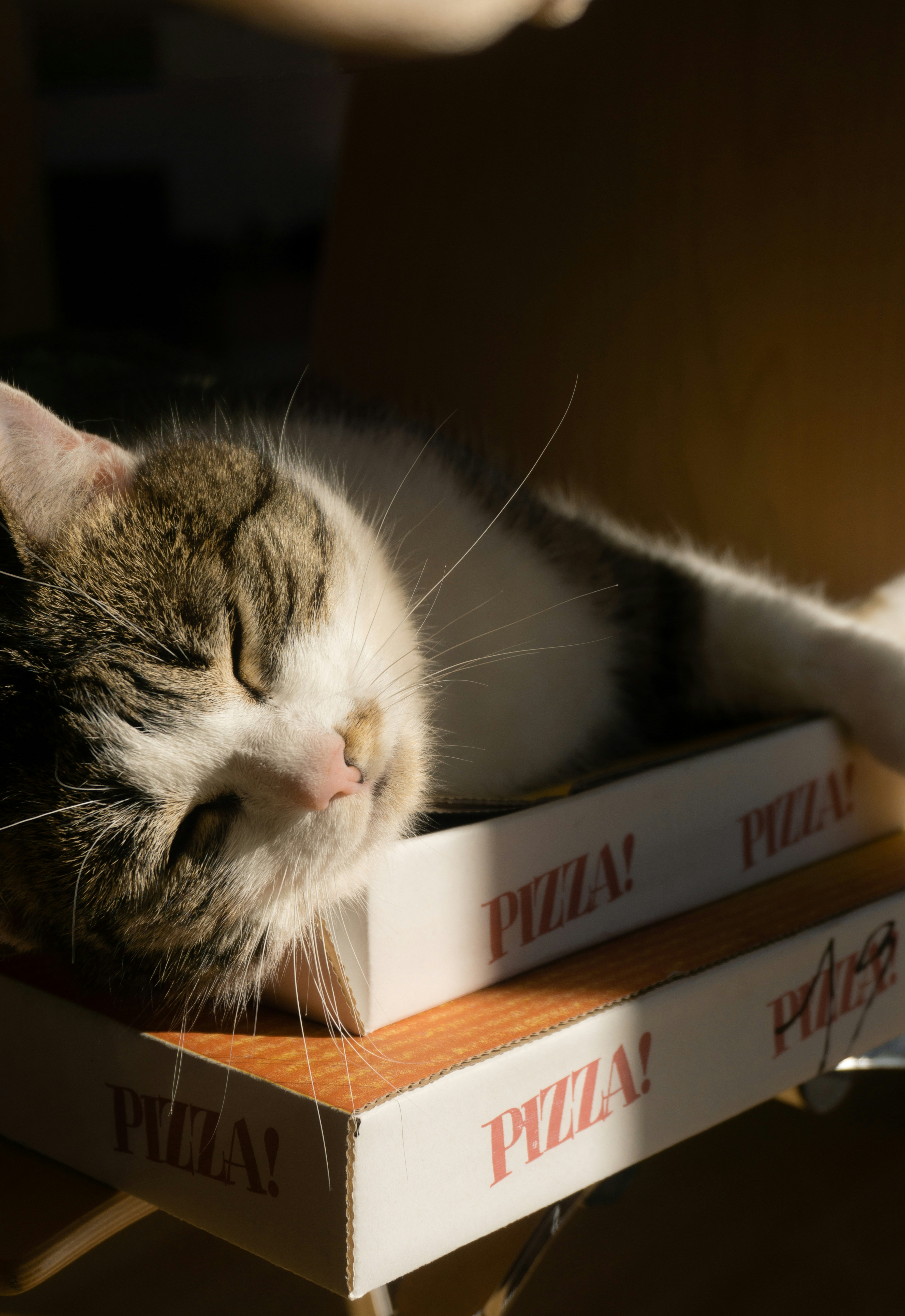 A cat laying on top of two pizza boxes photo – Free Box Image on Unsplash