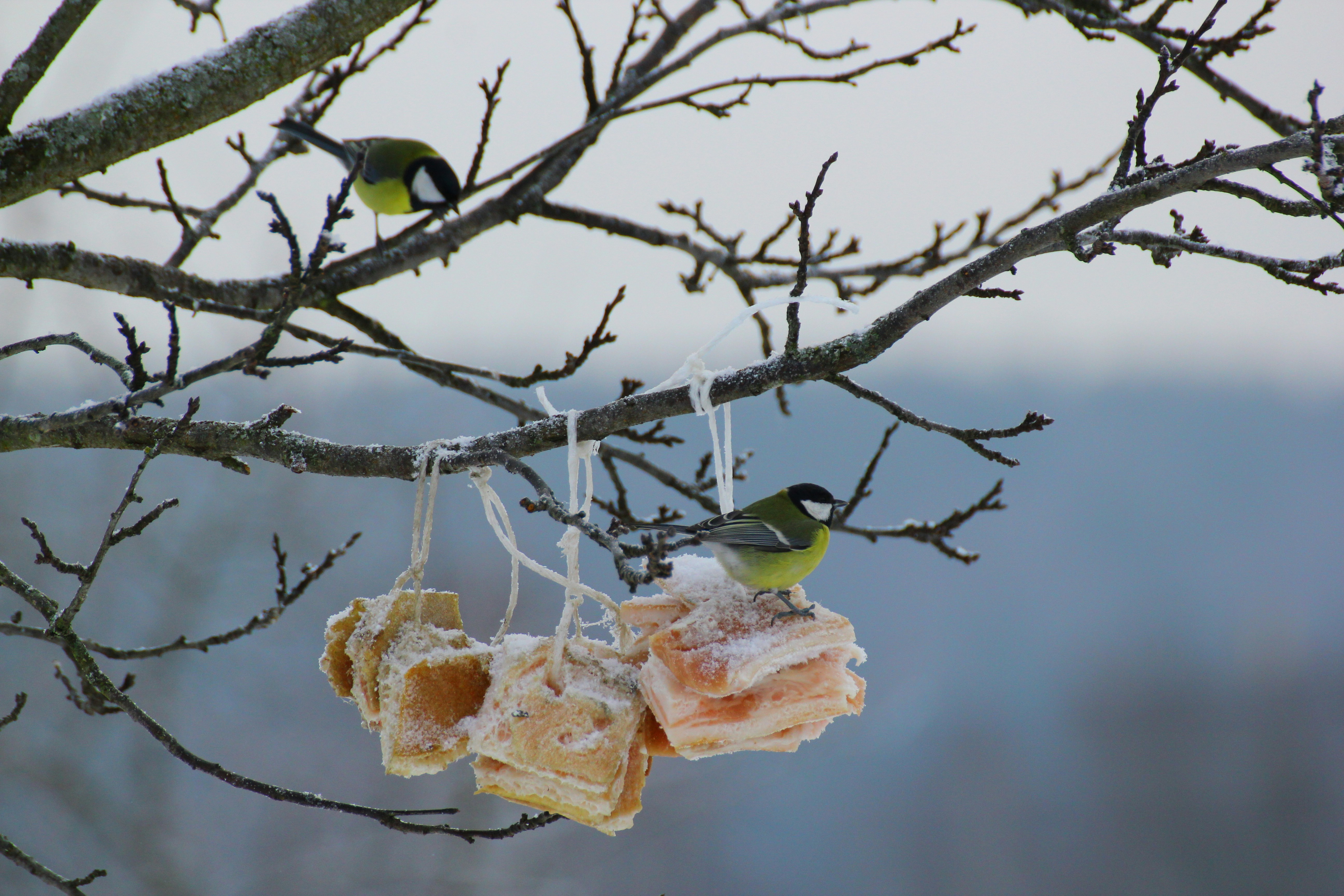 a couple of birds sitting on top of a tree