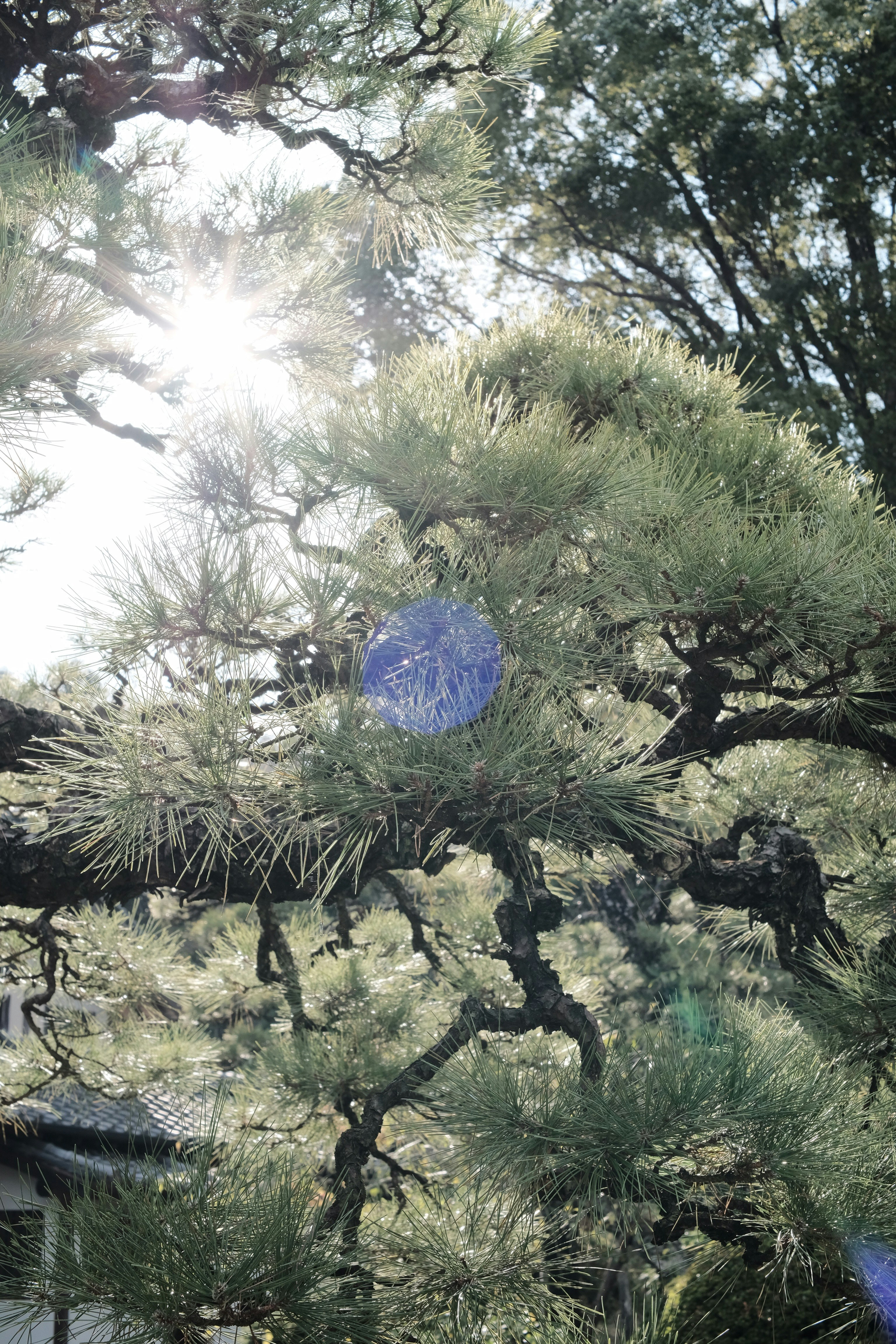 A blue frisbee sitting on top of a pine tree photo – Free Grey Image on ...