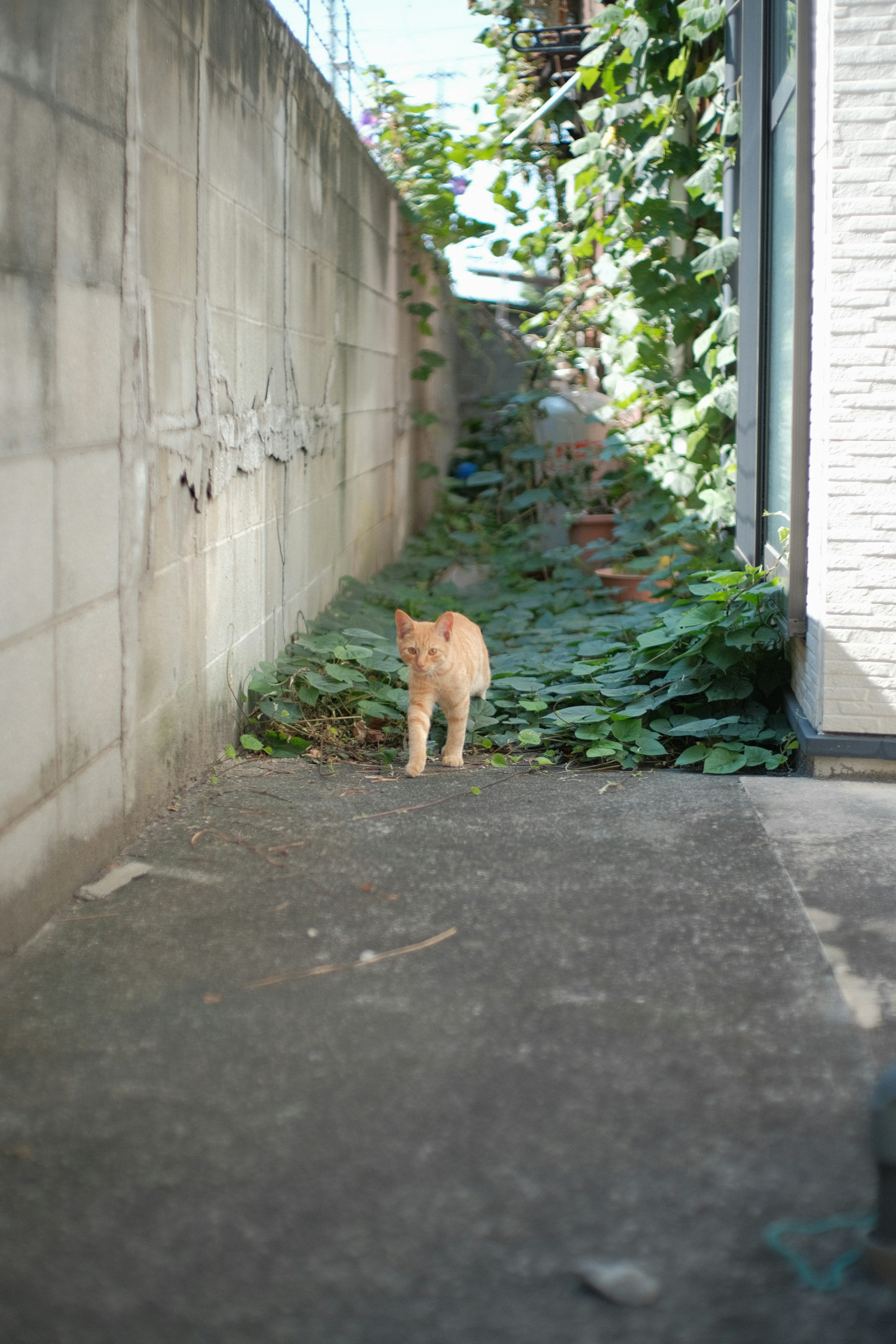 Sunlit Alley's Ginger Wanderer: A Kitten Pauses Between Walls