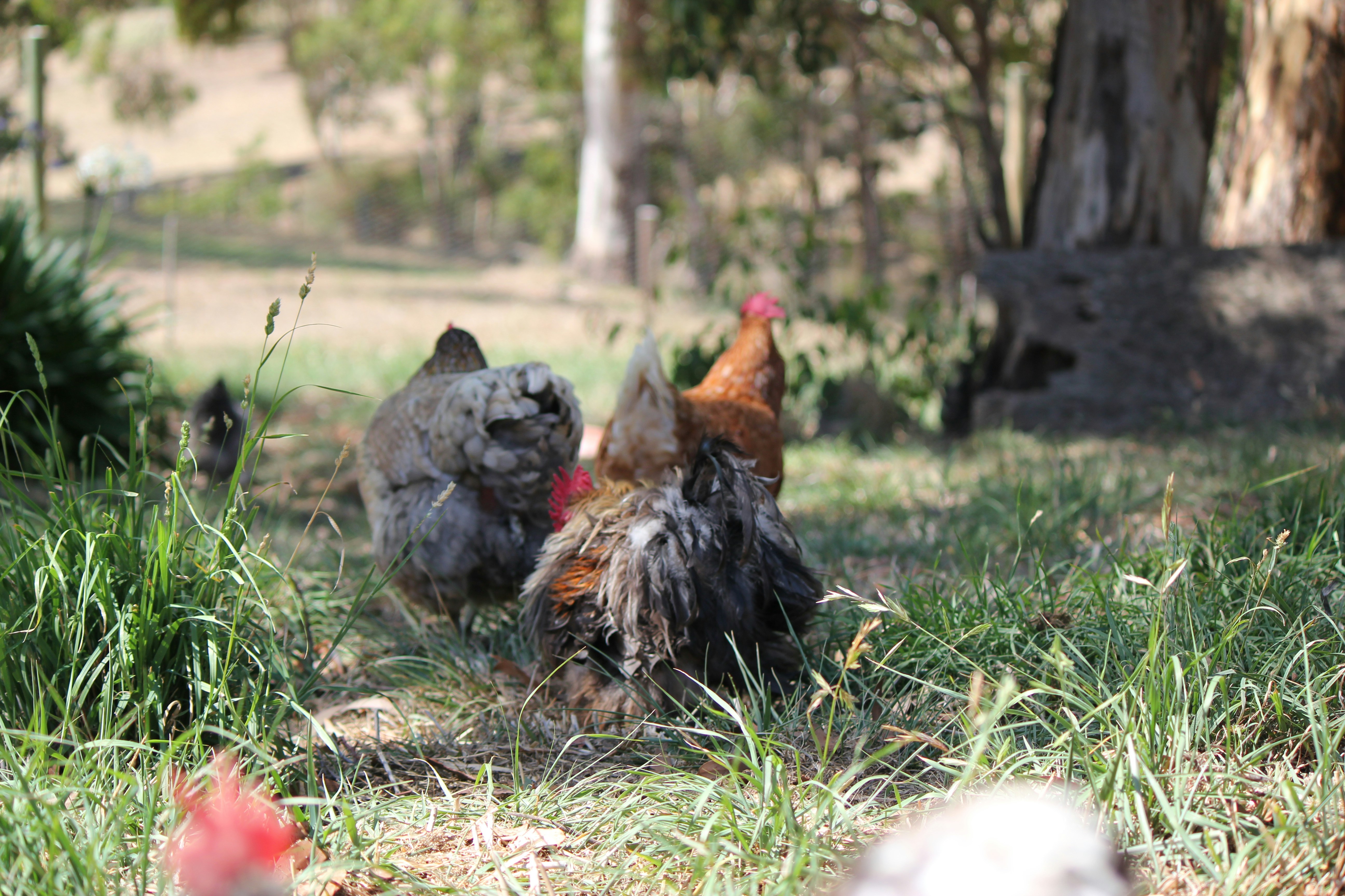 Three chickens foraging through tall grass in a sunlit backyard, showcasing their natural behavior. The scene captures the essence of rural life.
