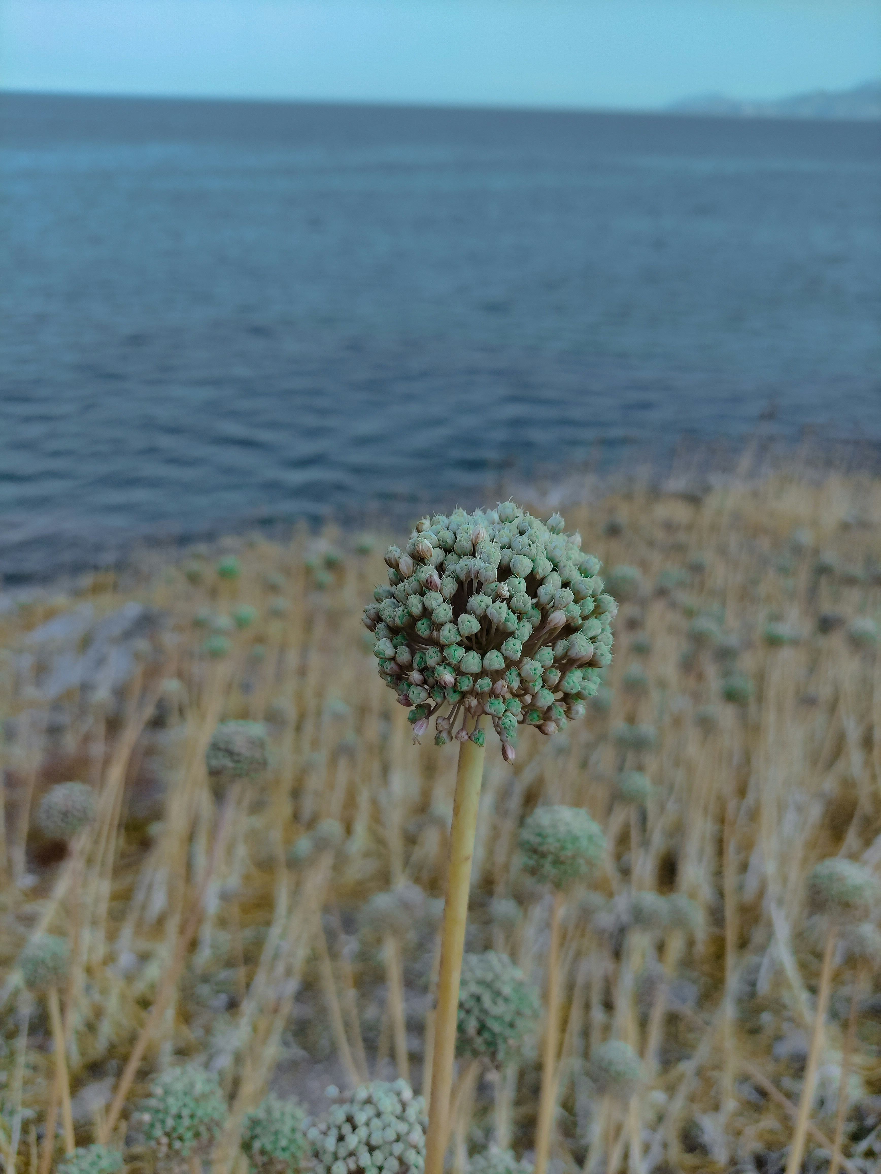 Desert-green umbels by a distant blue shore