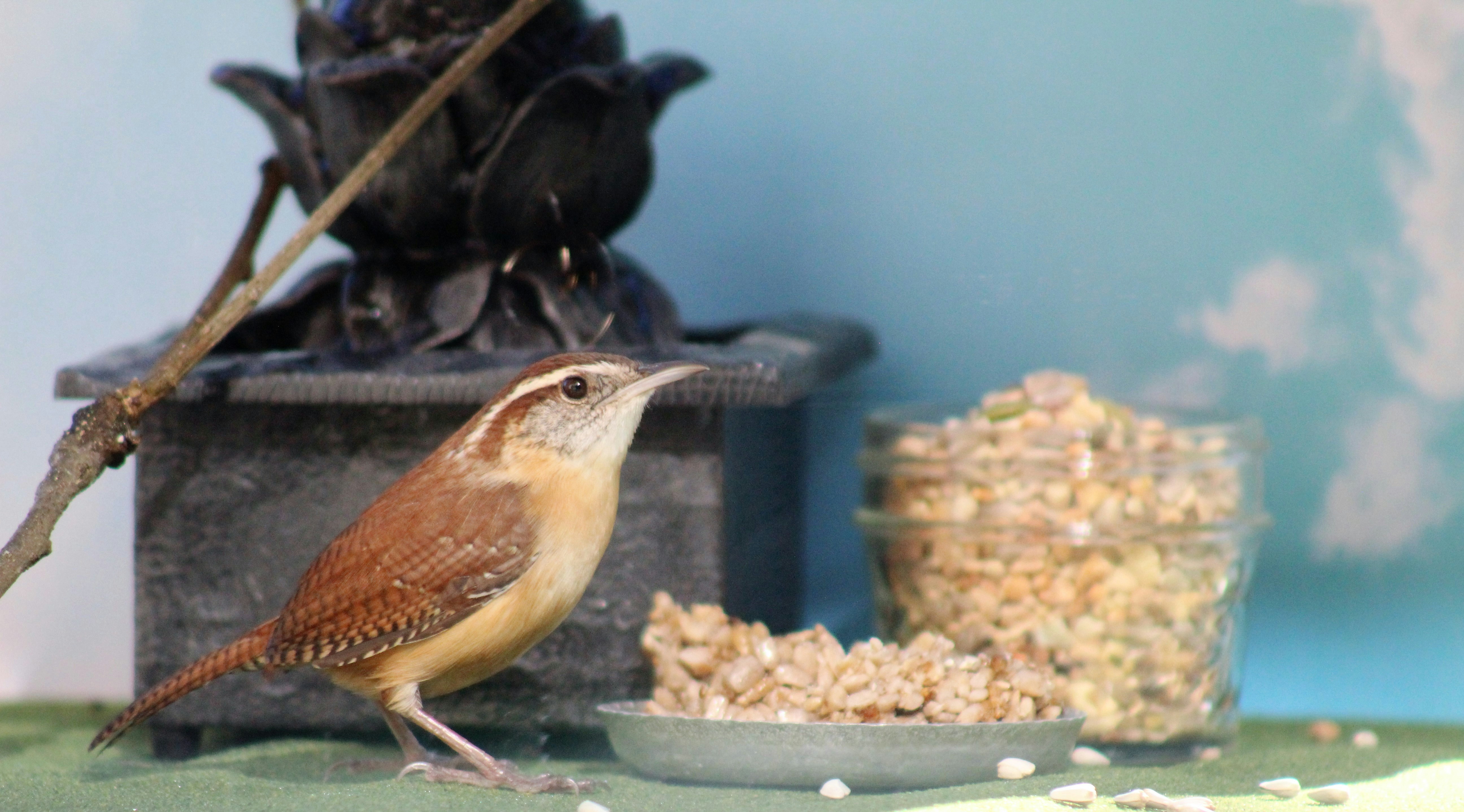 Tiny Seed Table Visitor: A Brown-Backed Warbler at a Backyard Feeder