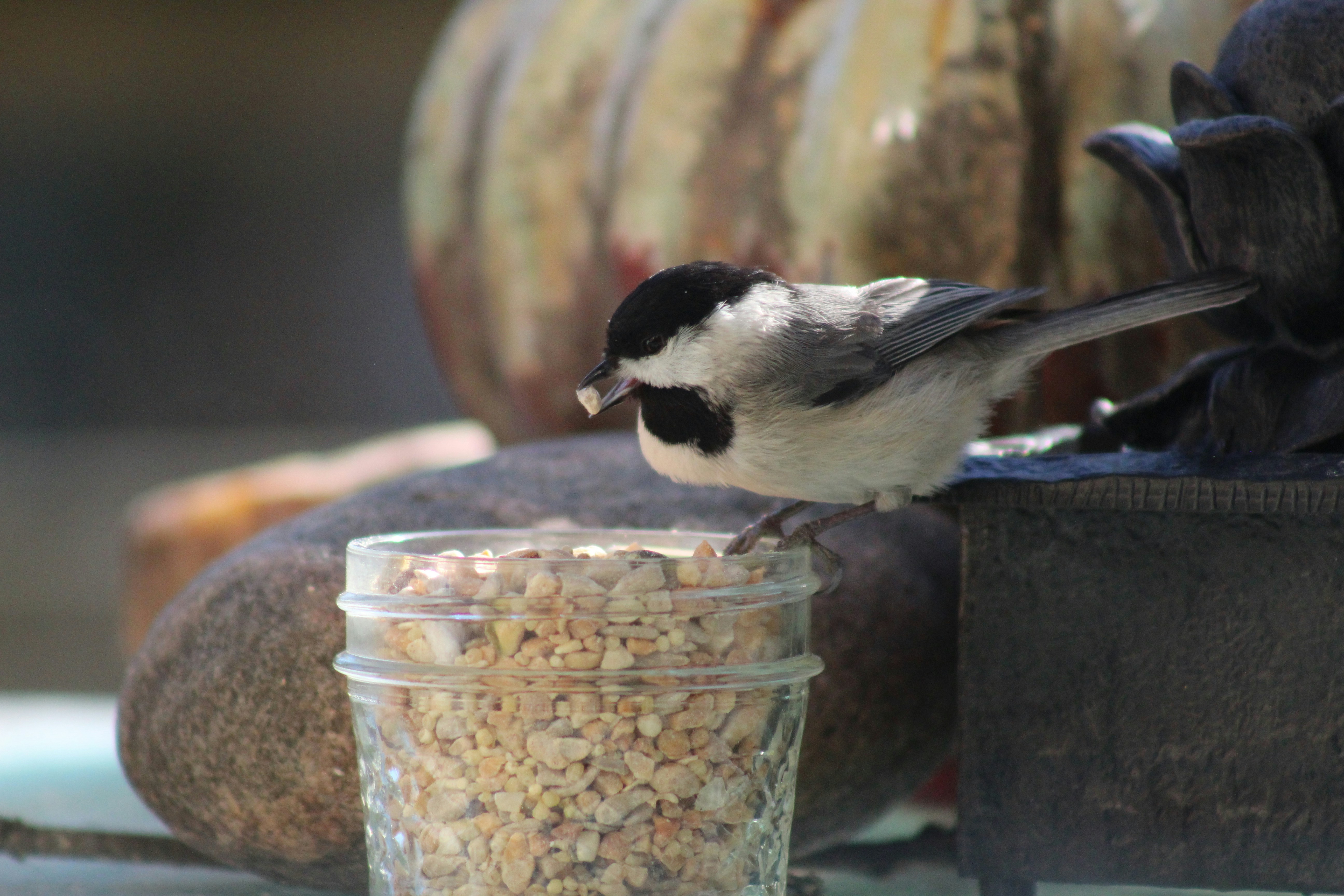 A small bird perched on a jar filled with seeds, surrounded by natural textures and colors. The scene captures the essence of wildlife interacting with its environment.