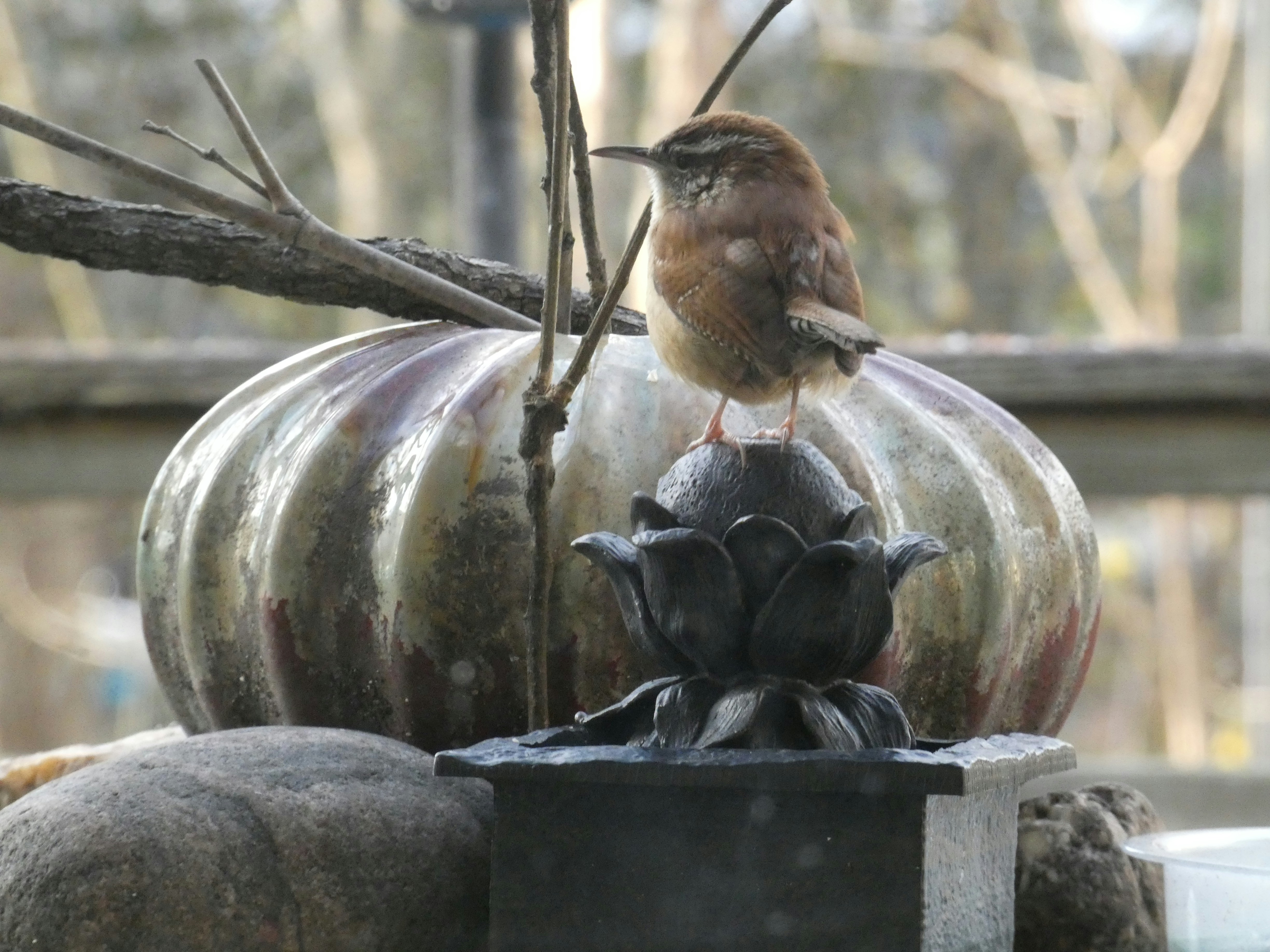 Perched Thrush on a Gourd Lantern