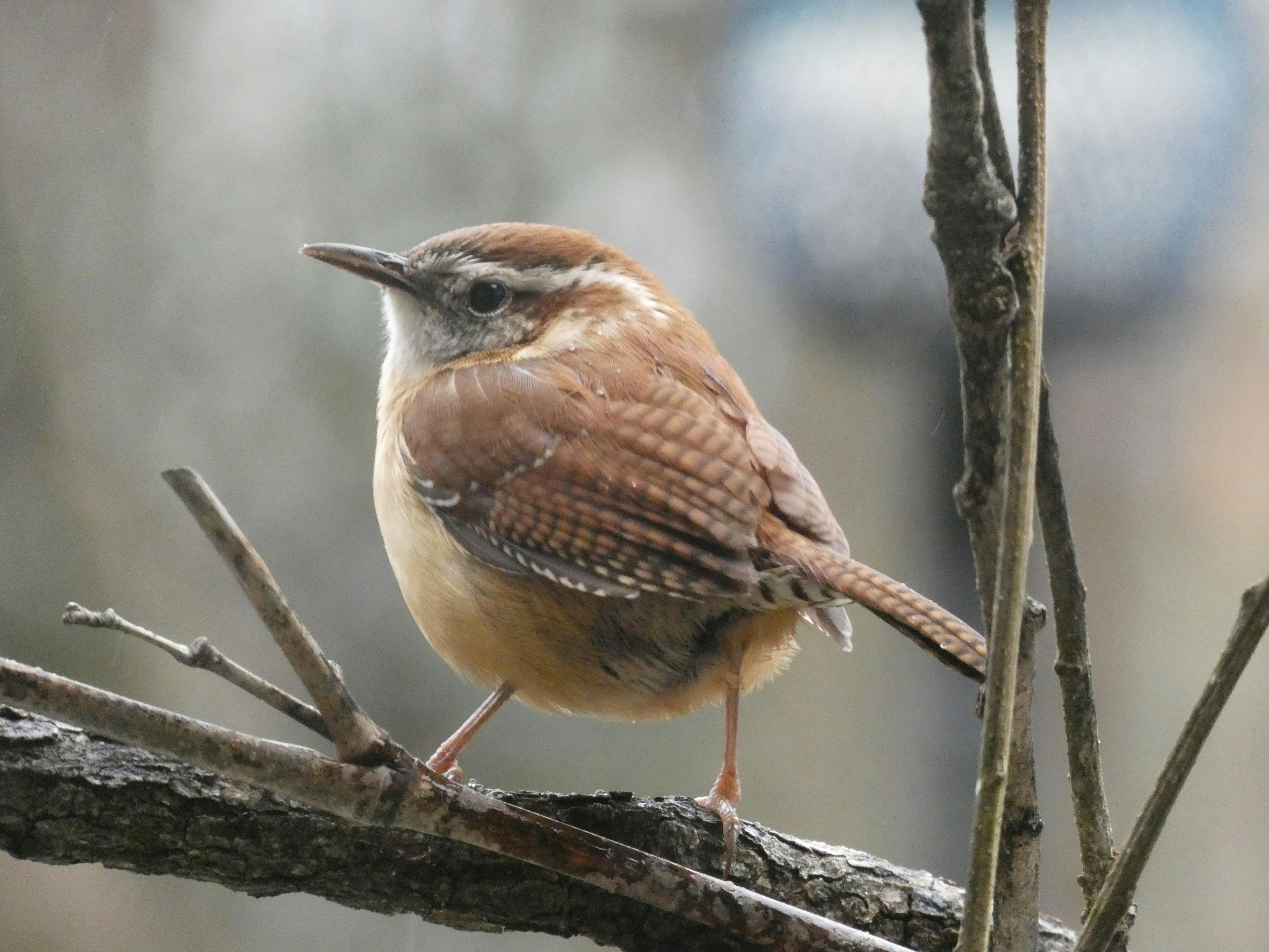 Patient Brown Bird Perched on a Weathered Branch in Soft Garden Light