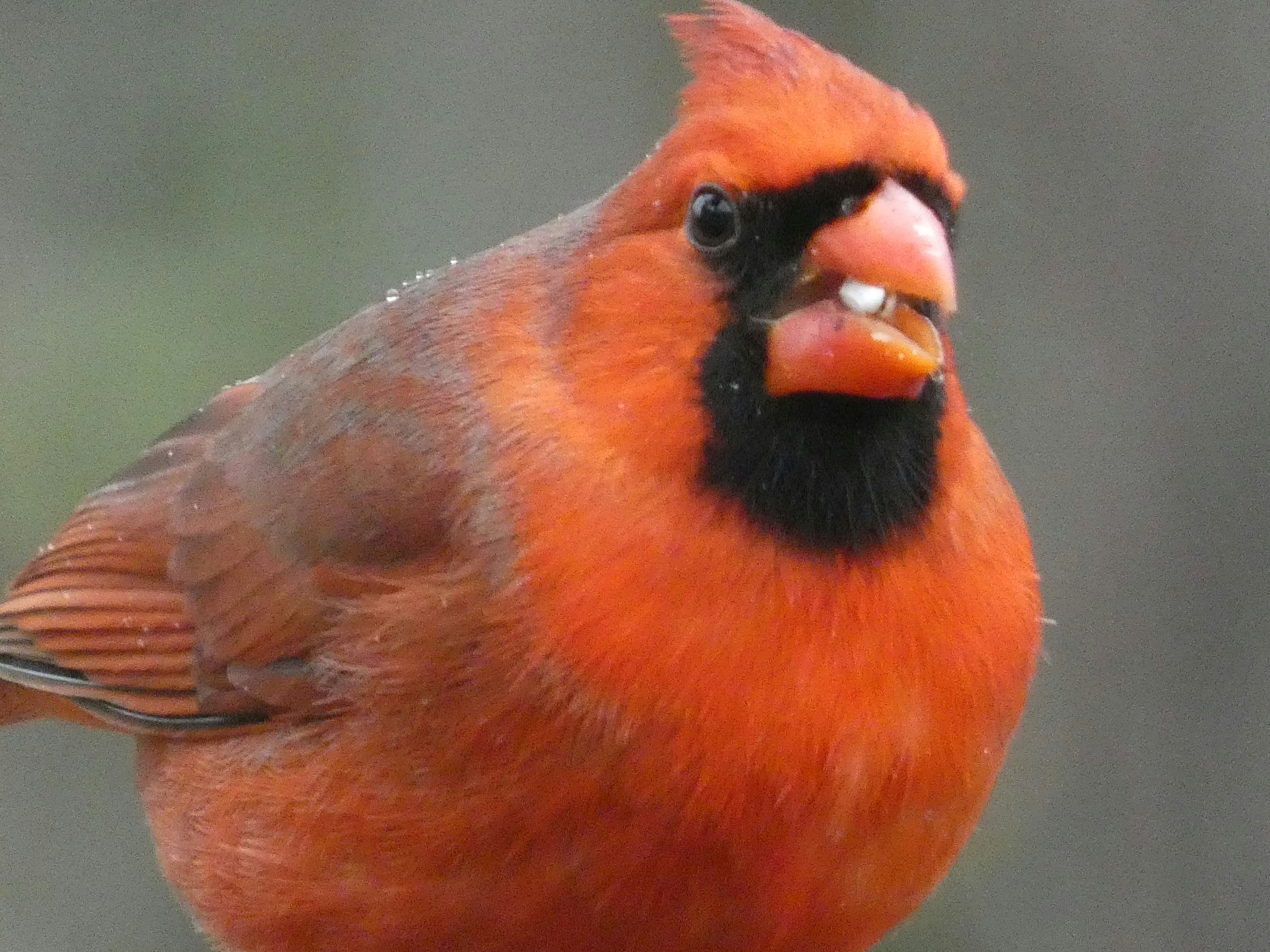 Male northern cardinal displaying vivid red plumage and distinctive black mask, perched prominently against a blurred background.